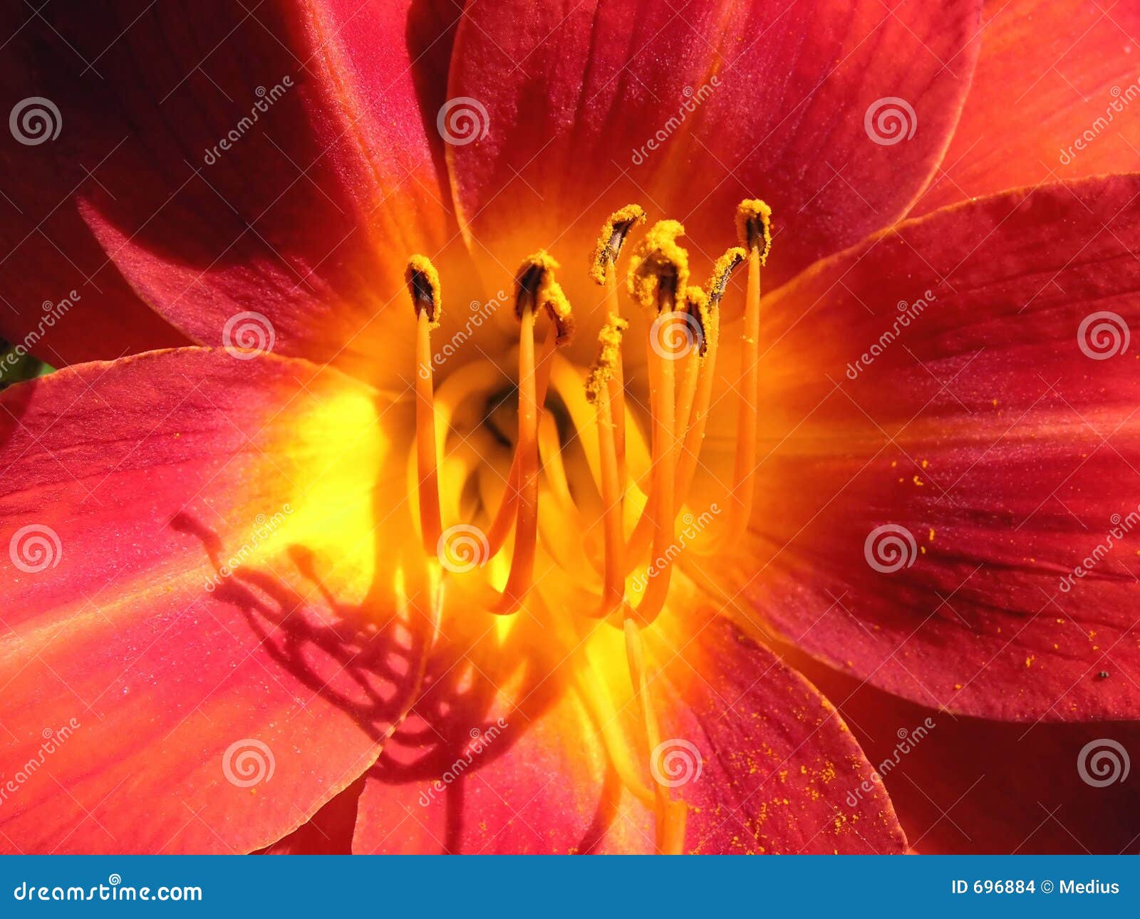 Flower Purplish Red, Yellow Azalea Stock Photo - Image of flora, bright ...