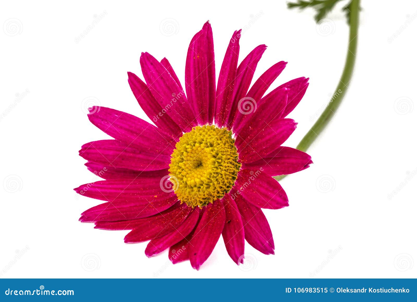 Flower of Pyrethrum, Isolated on White Background Stock Image - Image ...