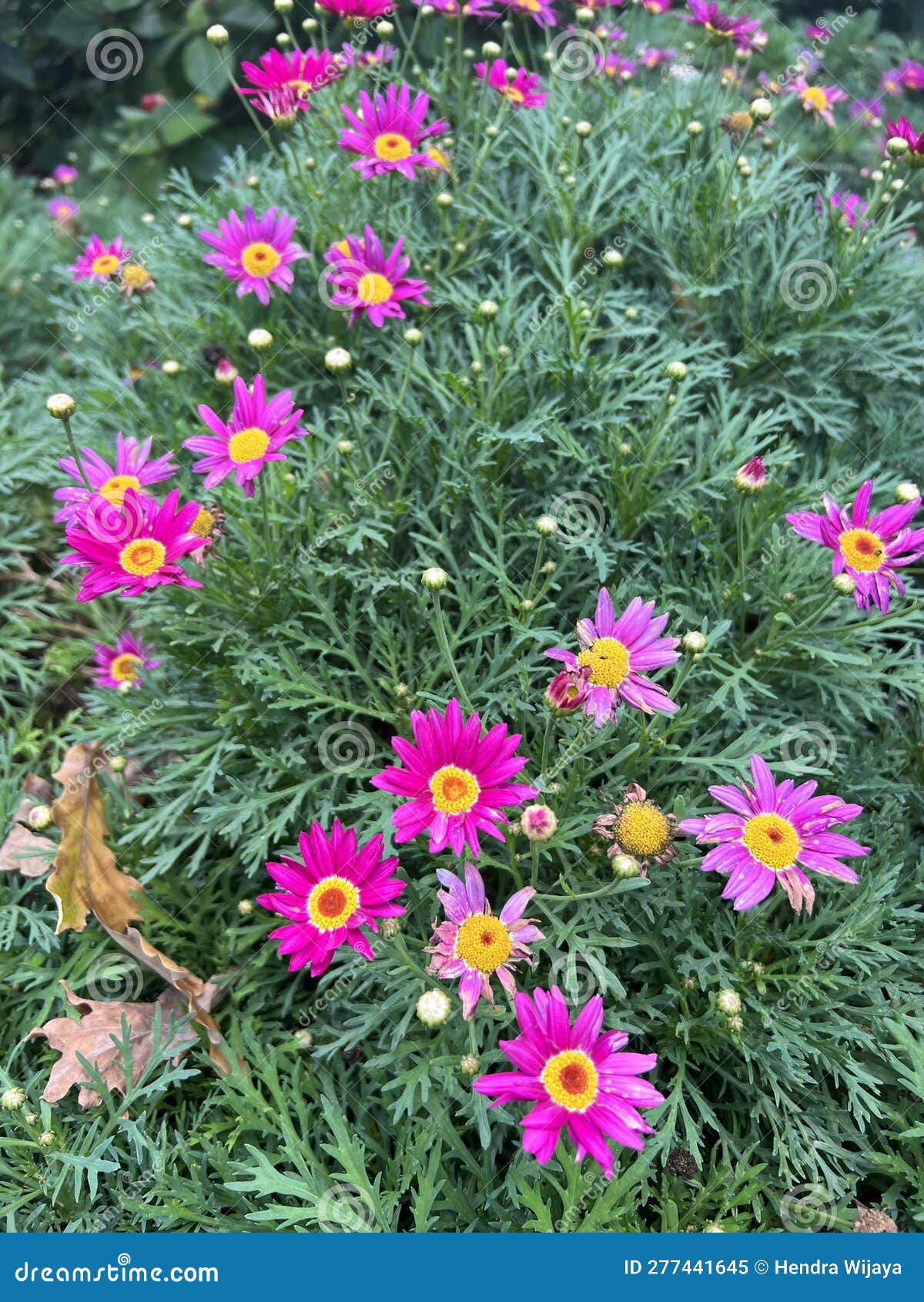 Flower - Pyrethrum stock image. Image of daisy, closeup - 277441645