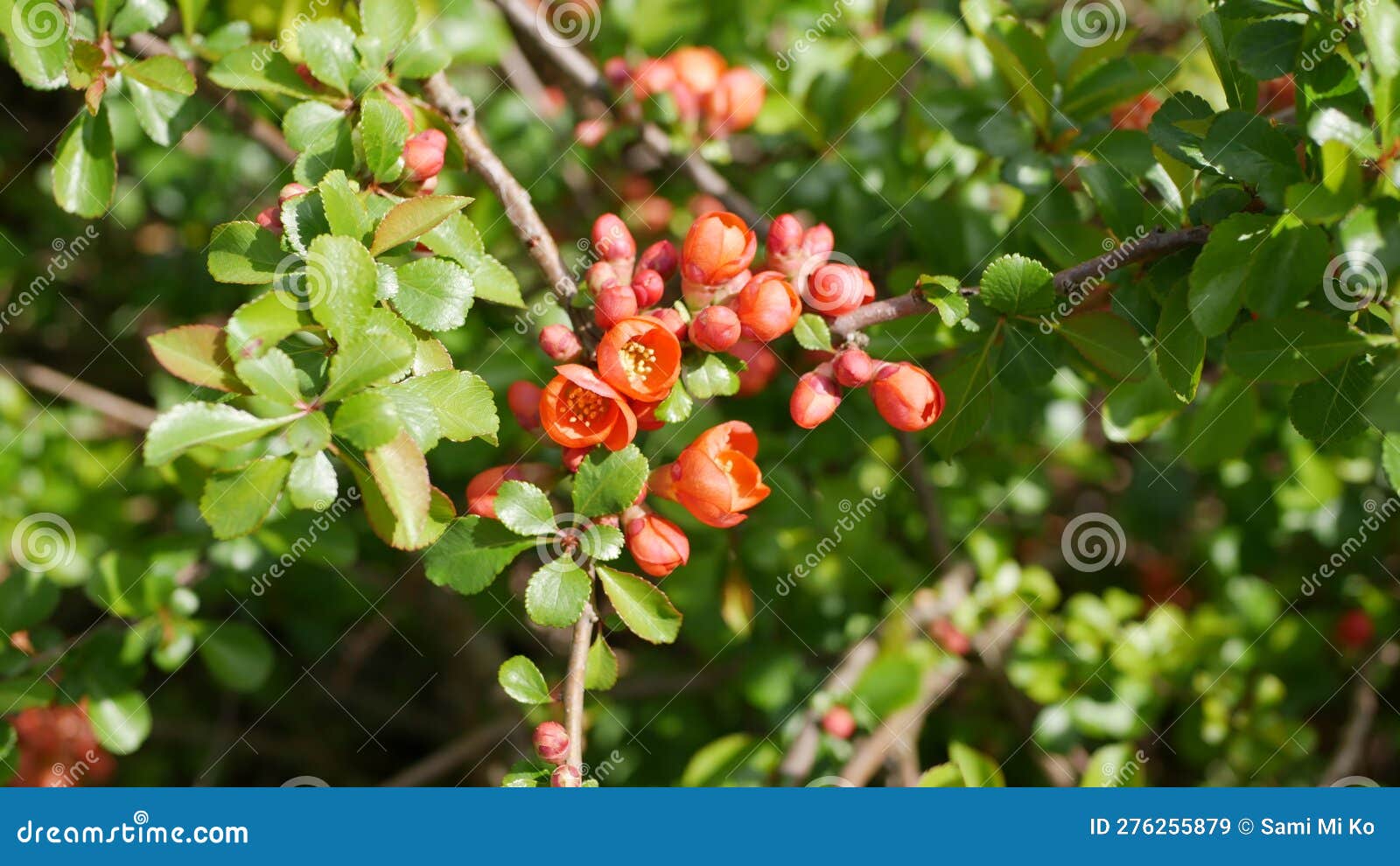 Quince Bush Close-up Shot in Spring Stock Image - Image of natural ...