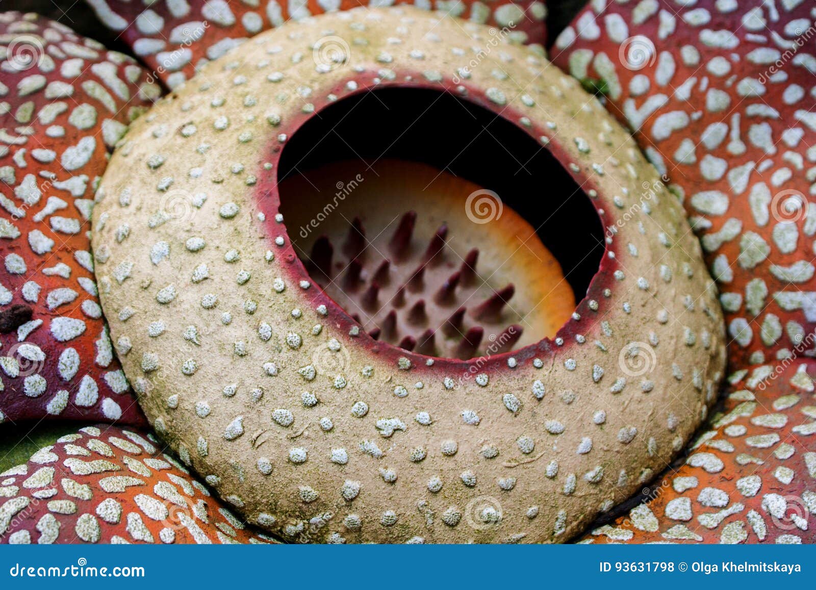 Flower Rafflesia arnoldii stock photo. Image of national - 93631798