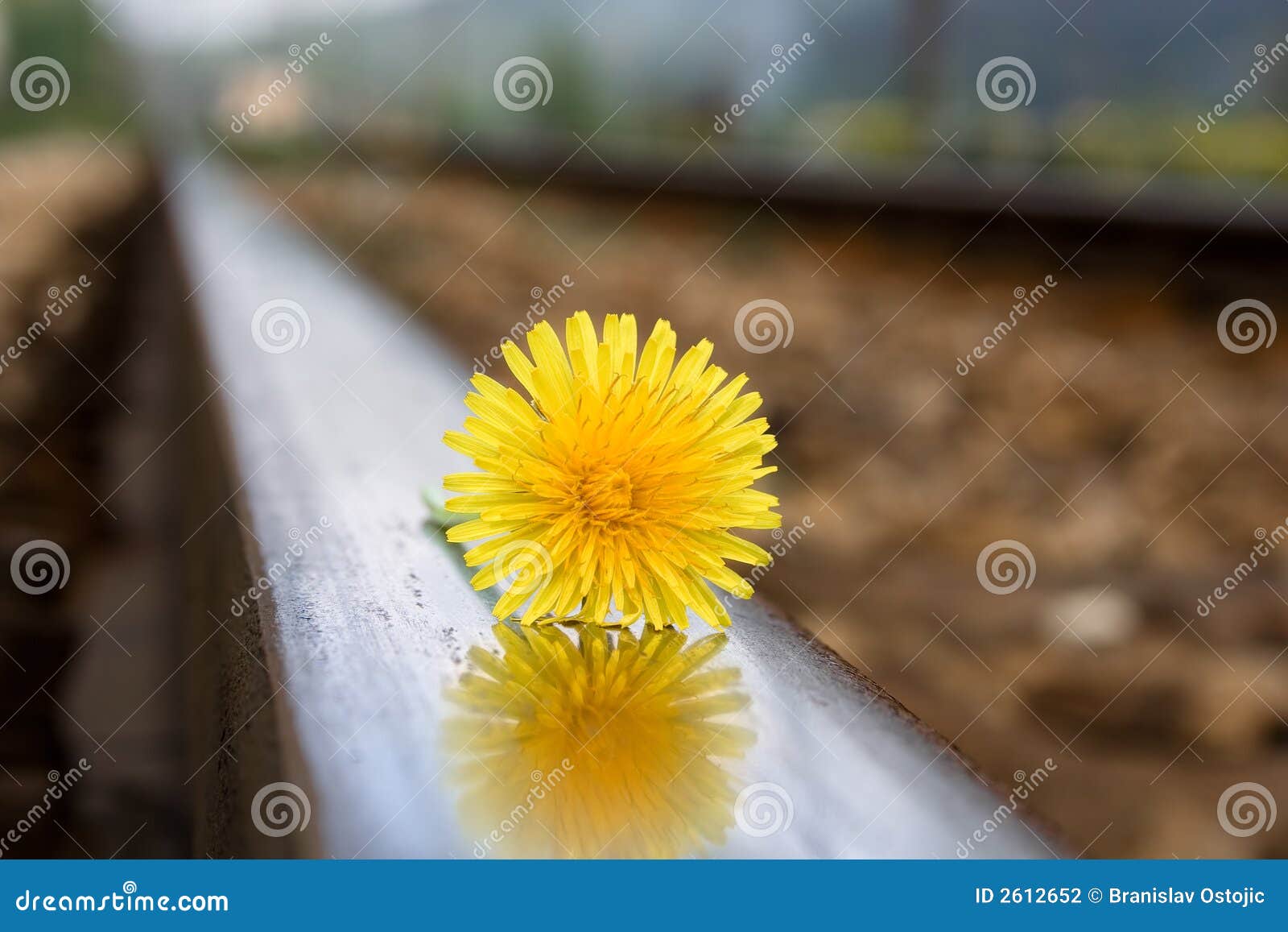 Flower on rail tracks stock photo. Image of iron, rail - 2612652