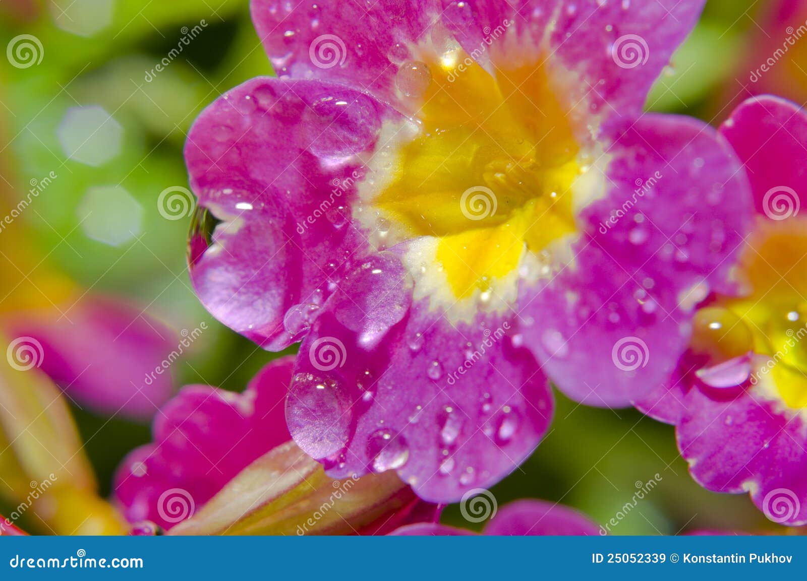 Flower after rain stock image. Image of beauty, macro - 25052339