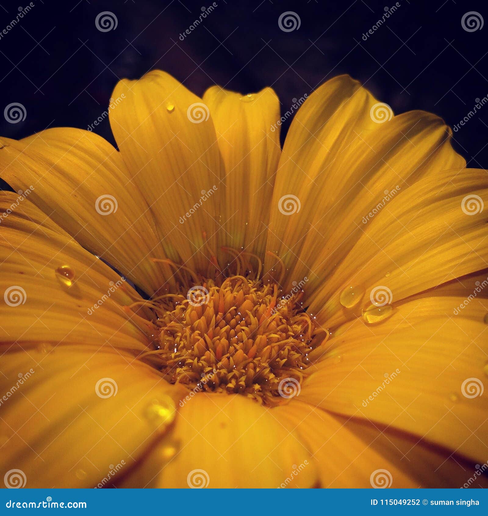 Flower with rain drop stock photo. Image of flower, nature - 115049252