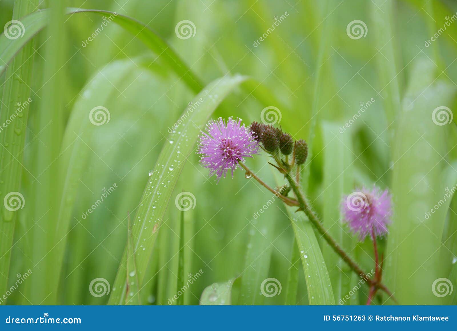Bur flower and rain drop stock image. Image of drop, chamomile - 56751263