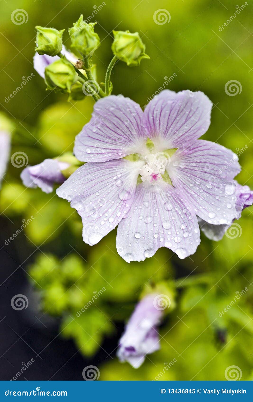 Flower with rain drops stock image. Image of pistil, summer - 13436845