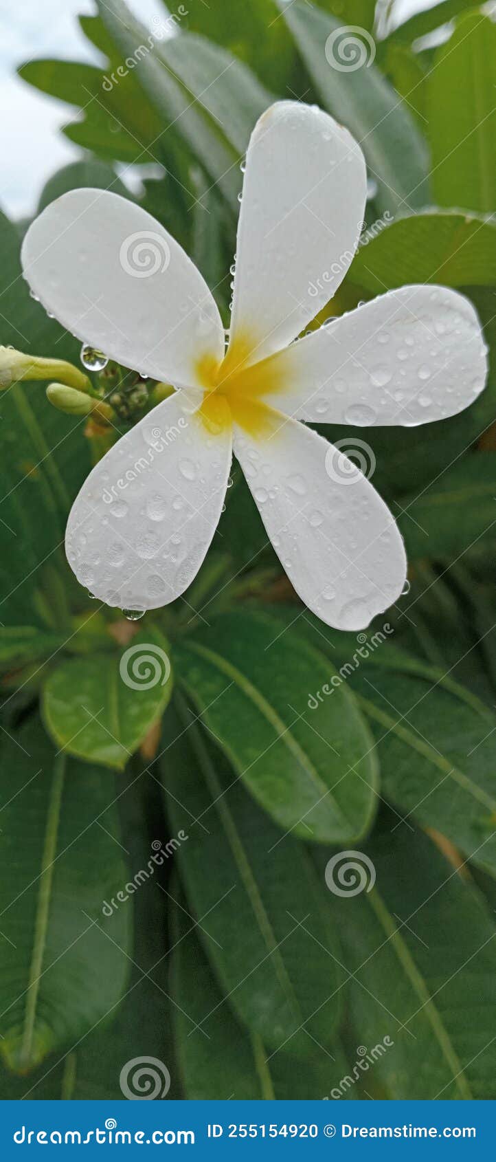 Flower with Rain Drops is so Beautiful.., Stock Photo - Image of flower ...