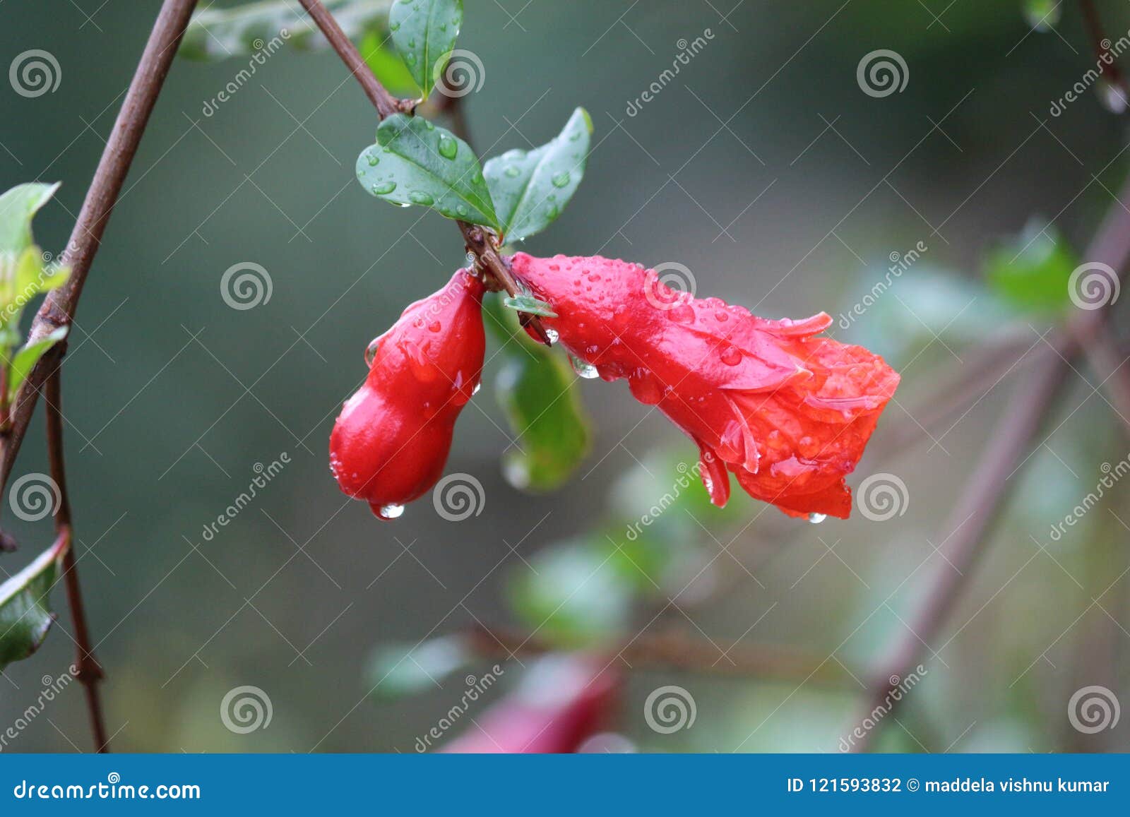 Flower Red Danimma Trees Stock Photos - Free & Royalty-Free Stock ...