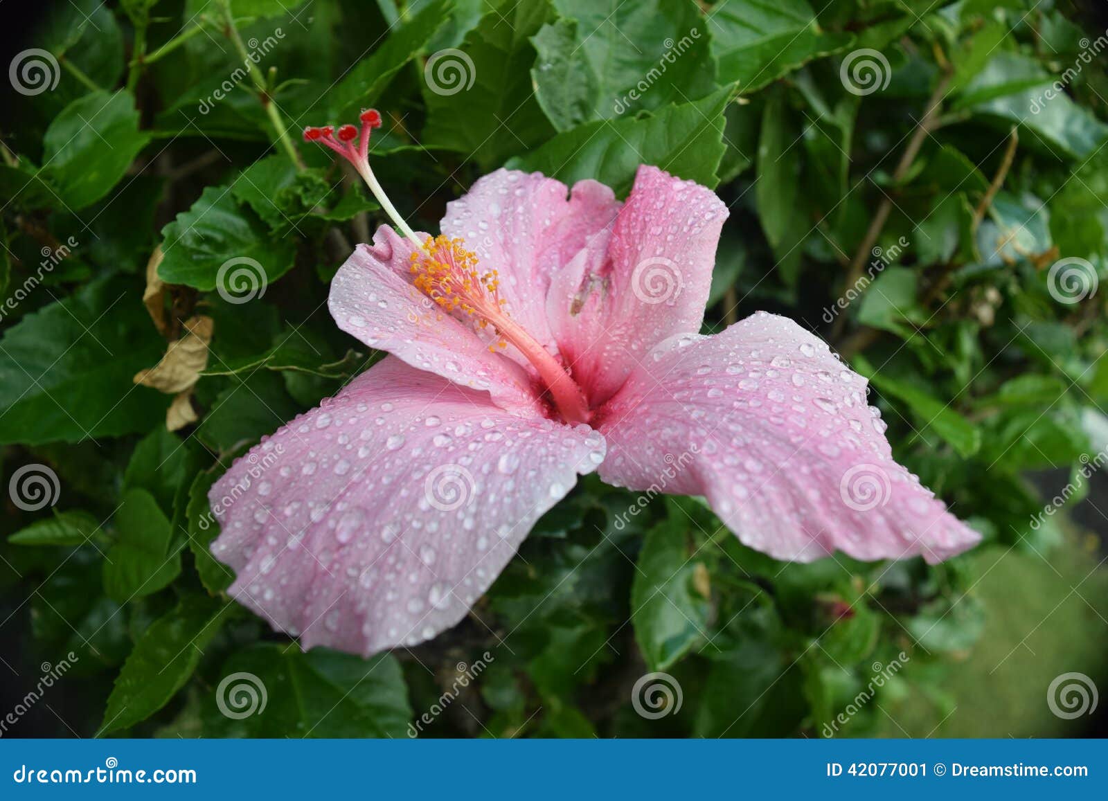 Flower after rain stock image. Image of flower, water - 42077001