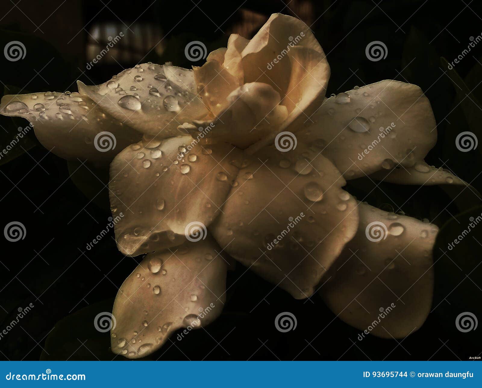 Flower in the rain stock photo. Image of tabernaemontana - 93695744