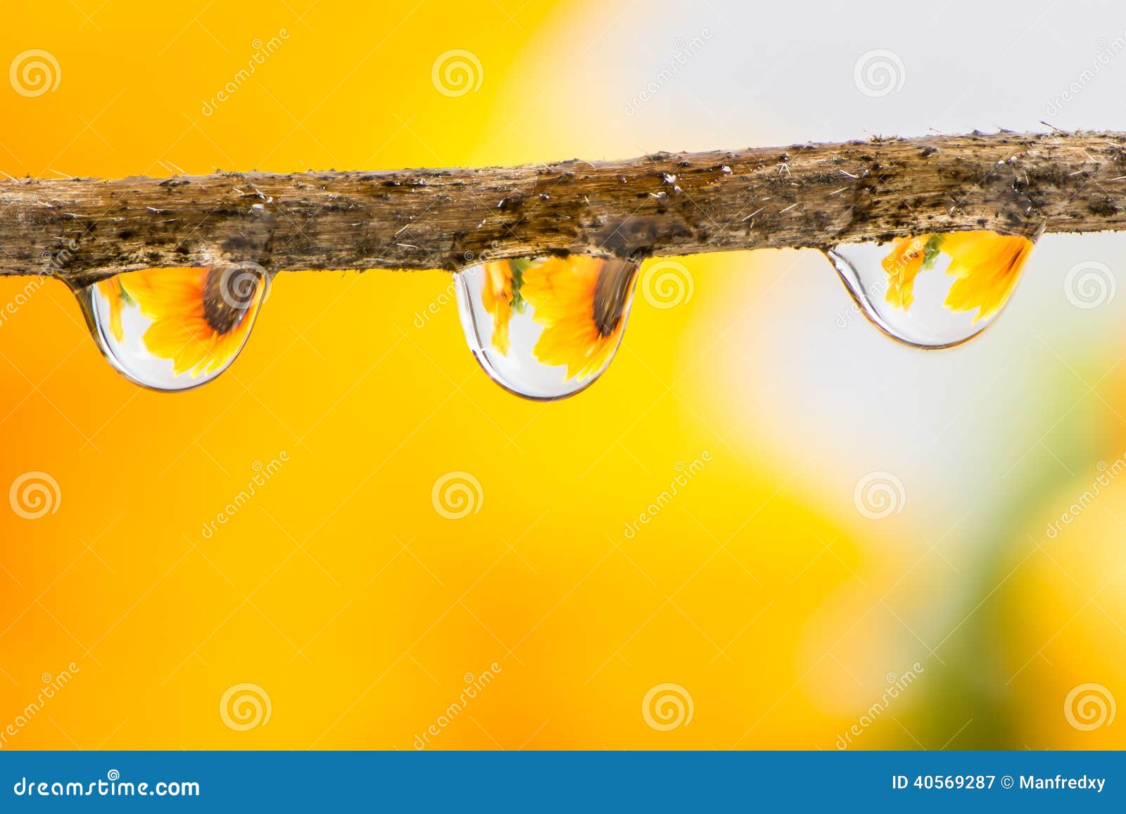 Flower and Raindrops stock image. Image of detail, reflection - 40569287