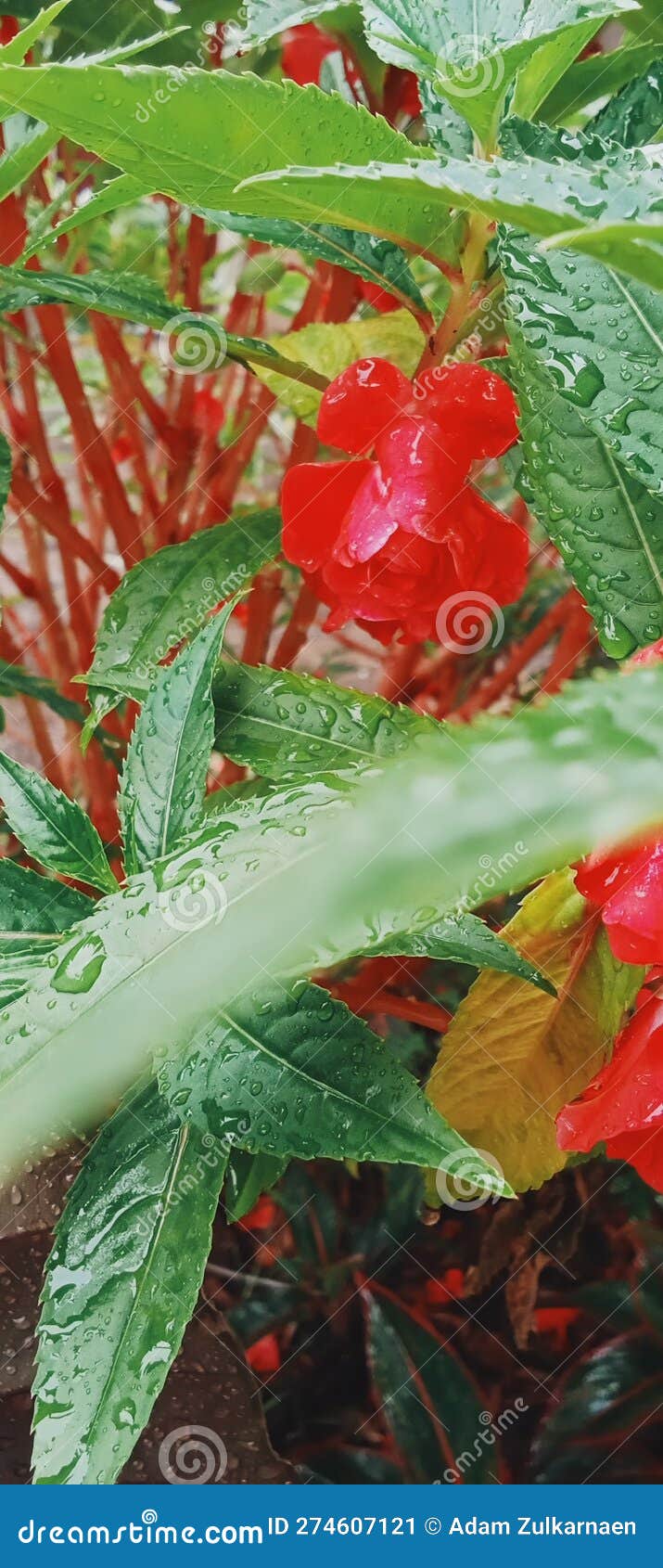 Flower in Rainny stock image. Image of beauty, garden - 274607121