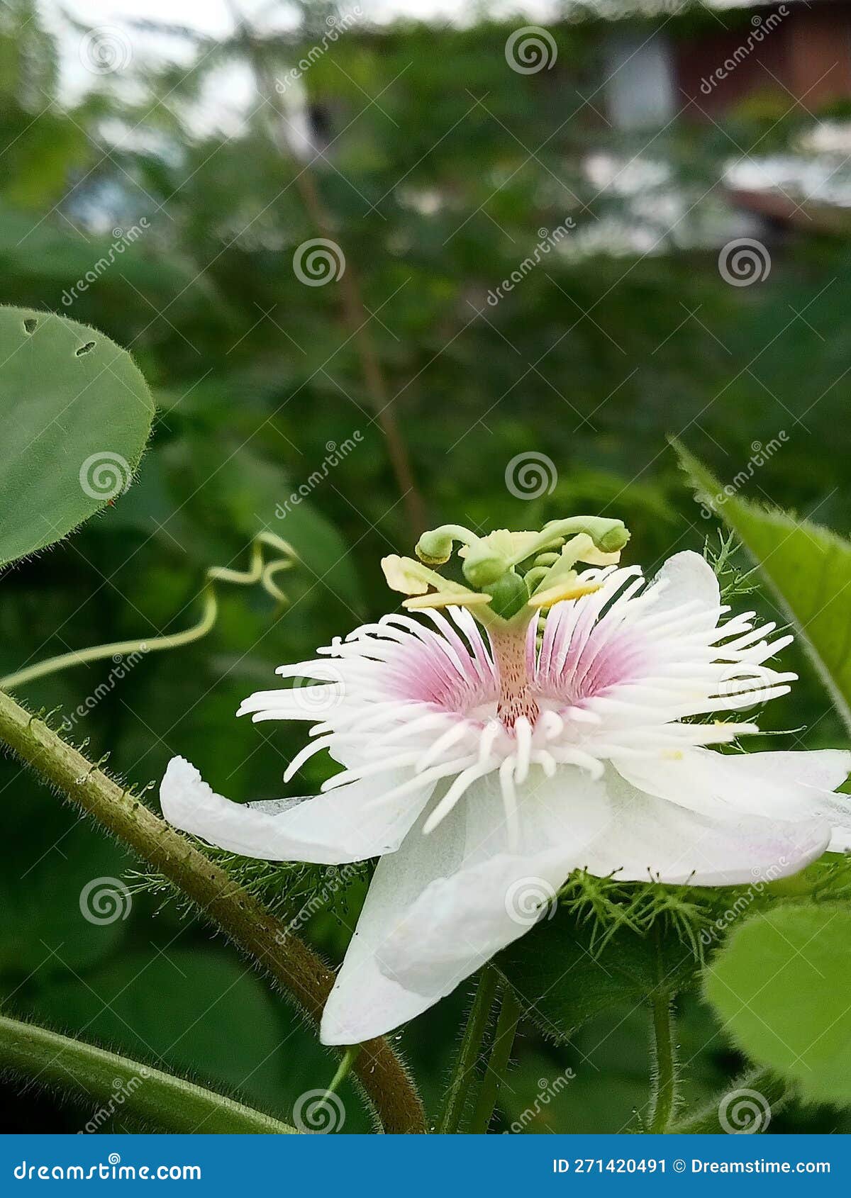 Flower of Rambusa Fruit or Mini Passion Fruit or Ermot Stock Image ...