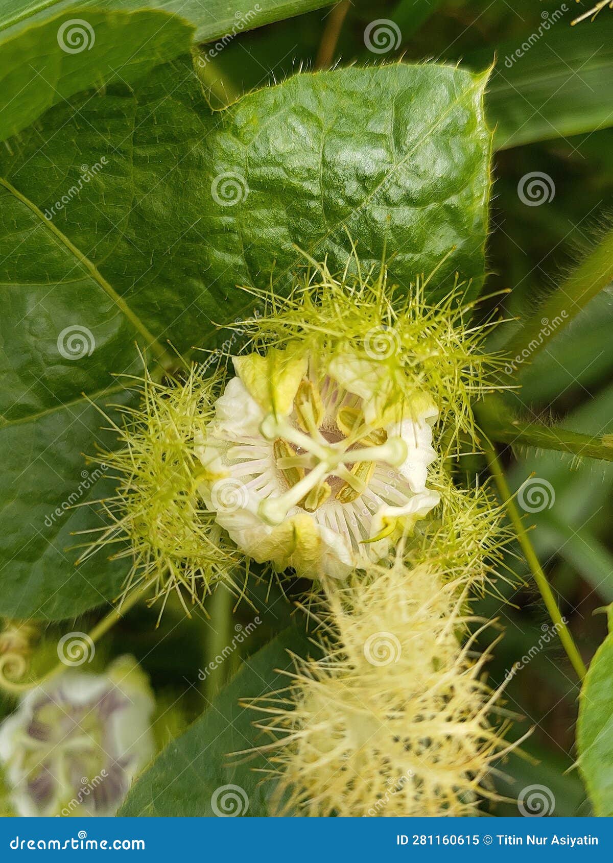 Flower of Rambusa, Markisa Mini or Ermot Stock Image - Image of flower ...