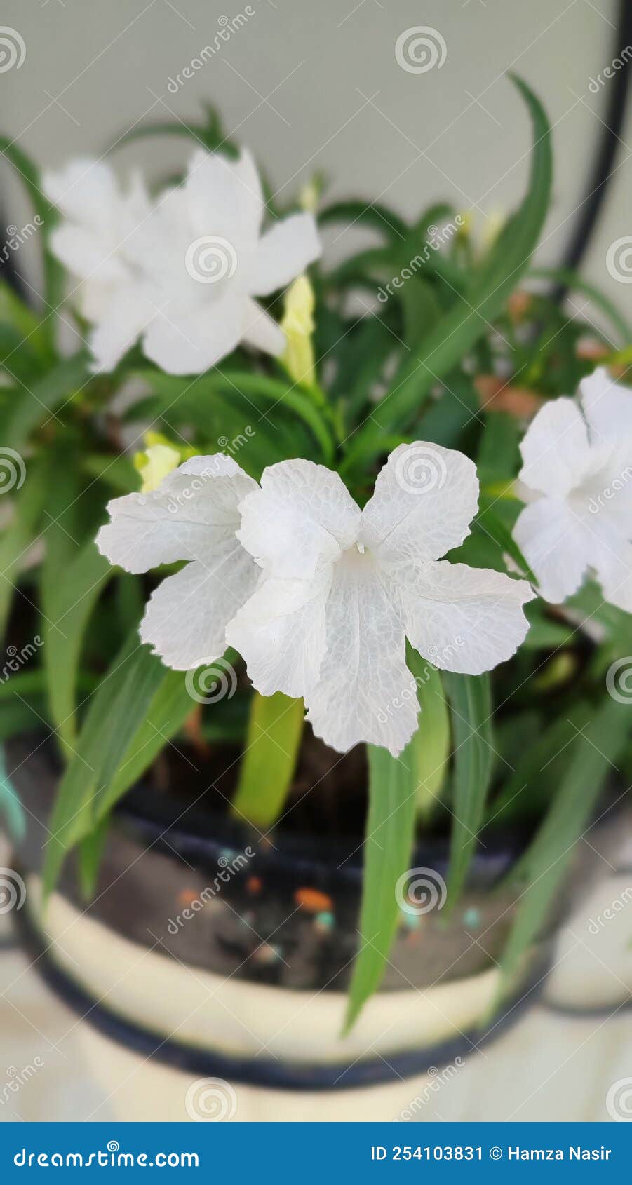 Flower random pic stock image. Image of daylight, random - 254103831