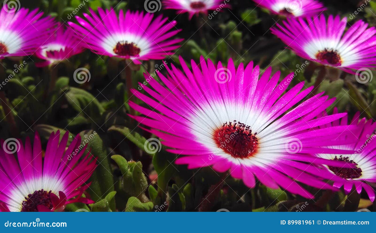 Flower random stock image. Image of mobile, flower, random - 89981961