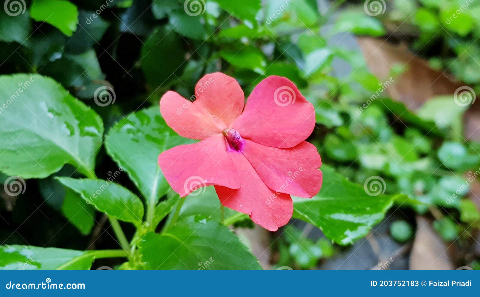 Flower on random yard stock image. Image of garden, wildflower - 203752183