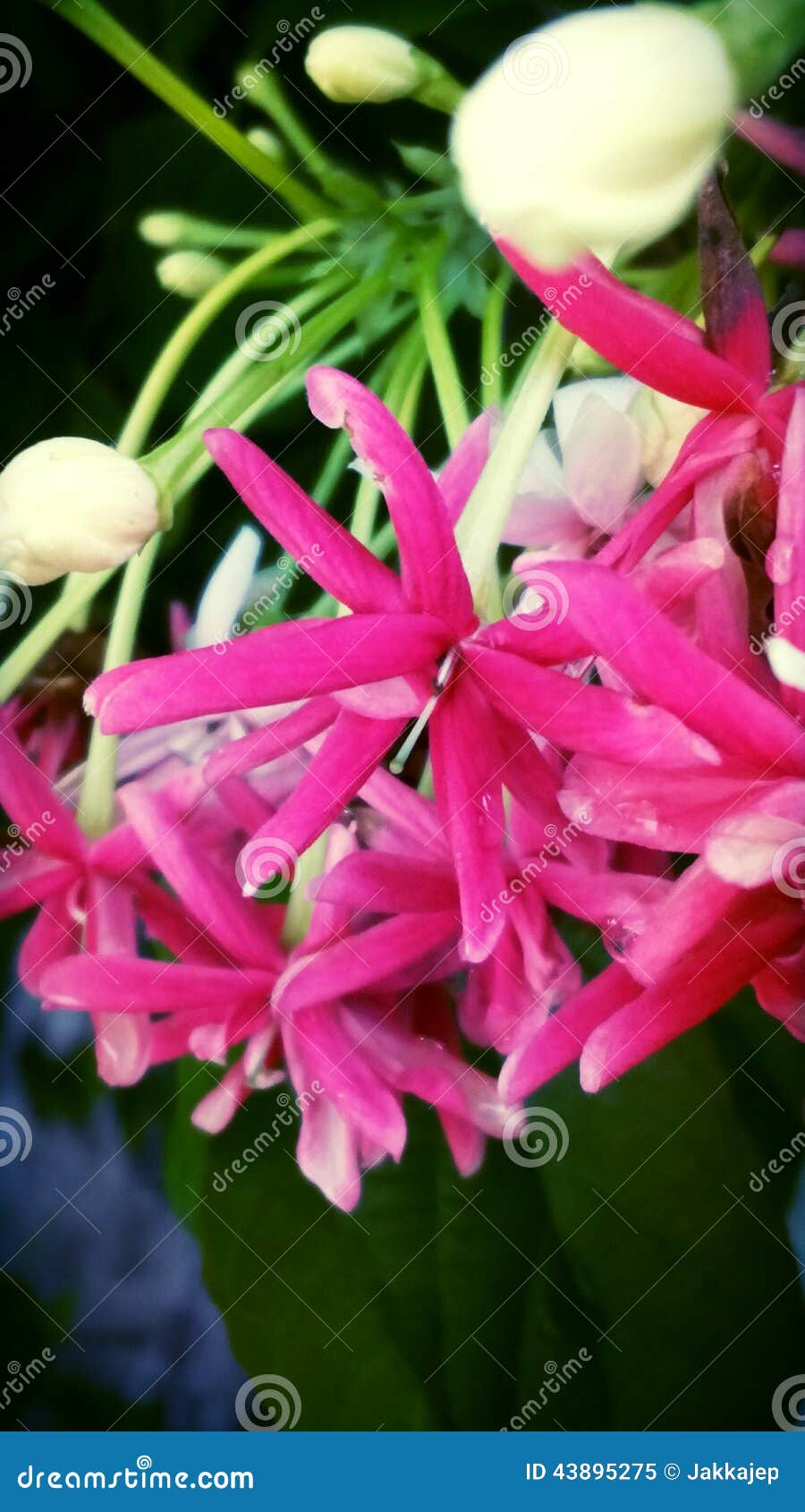 Beautiful ping flower stock image. Image of creeper, flower - 43895275