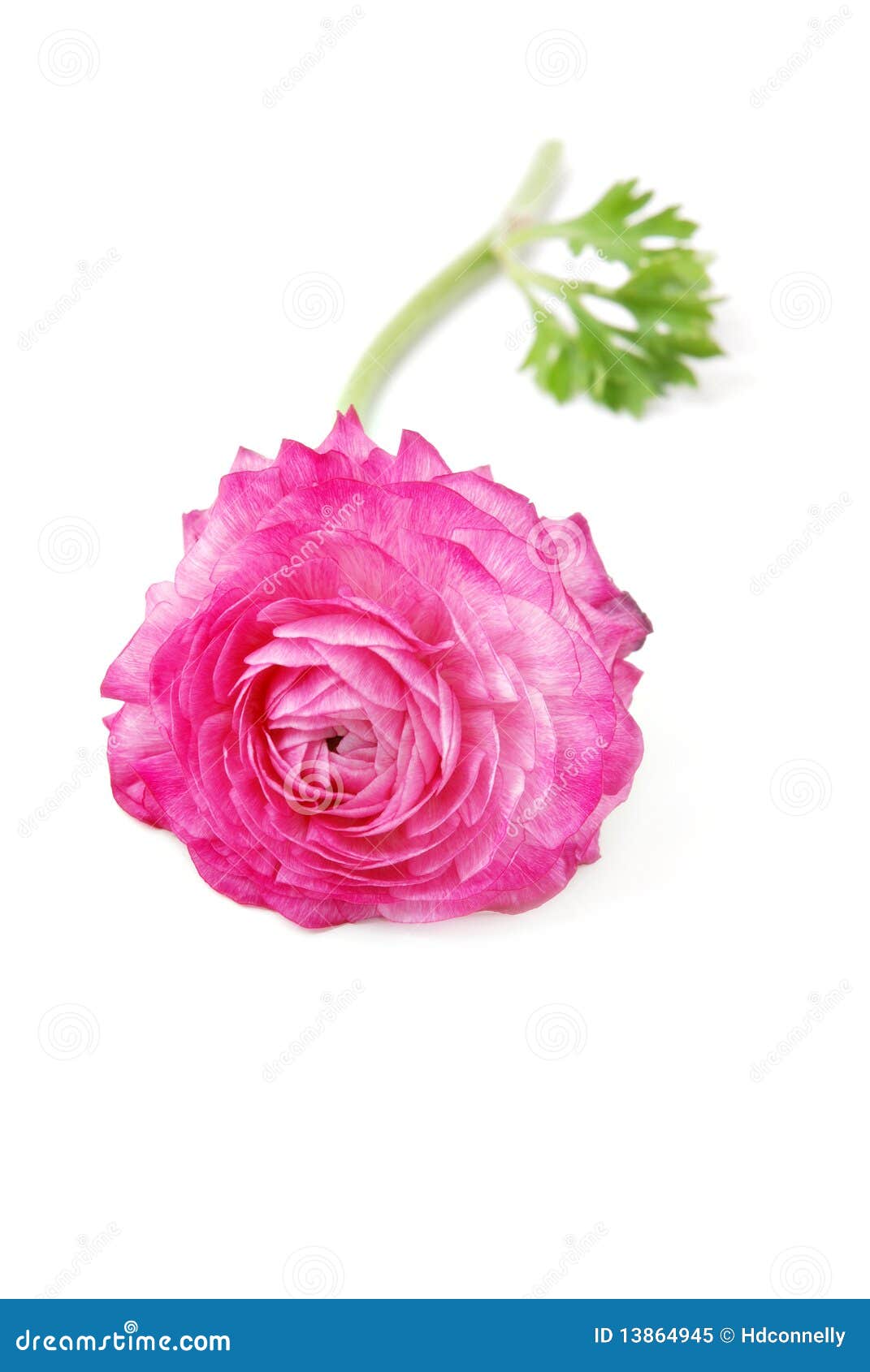Flower - ranunculus stock image. Image of stem, multiple - 13864945