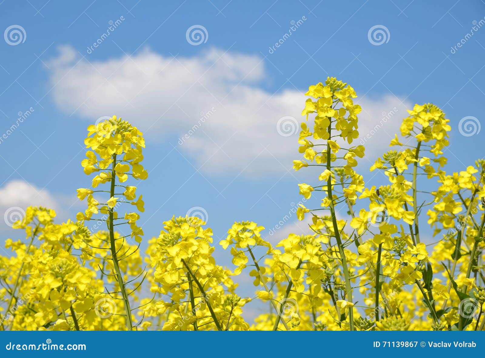 Flower of a rapeseed stock image. Image of crop, field - 71139867