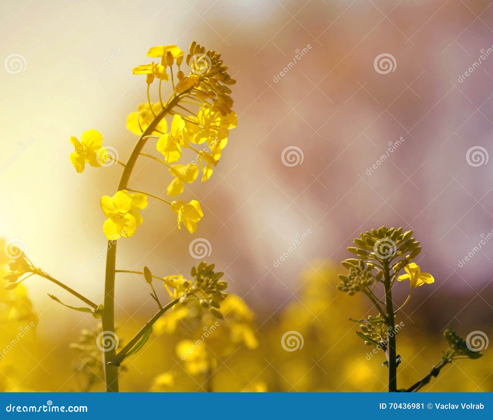 Flower of a rapeseed stock image. Image of detail, plant - 70436981