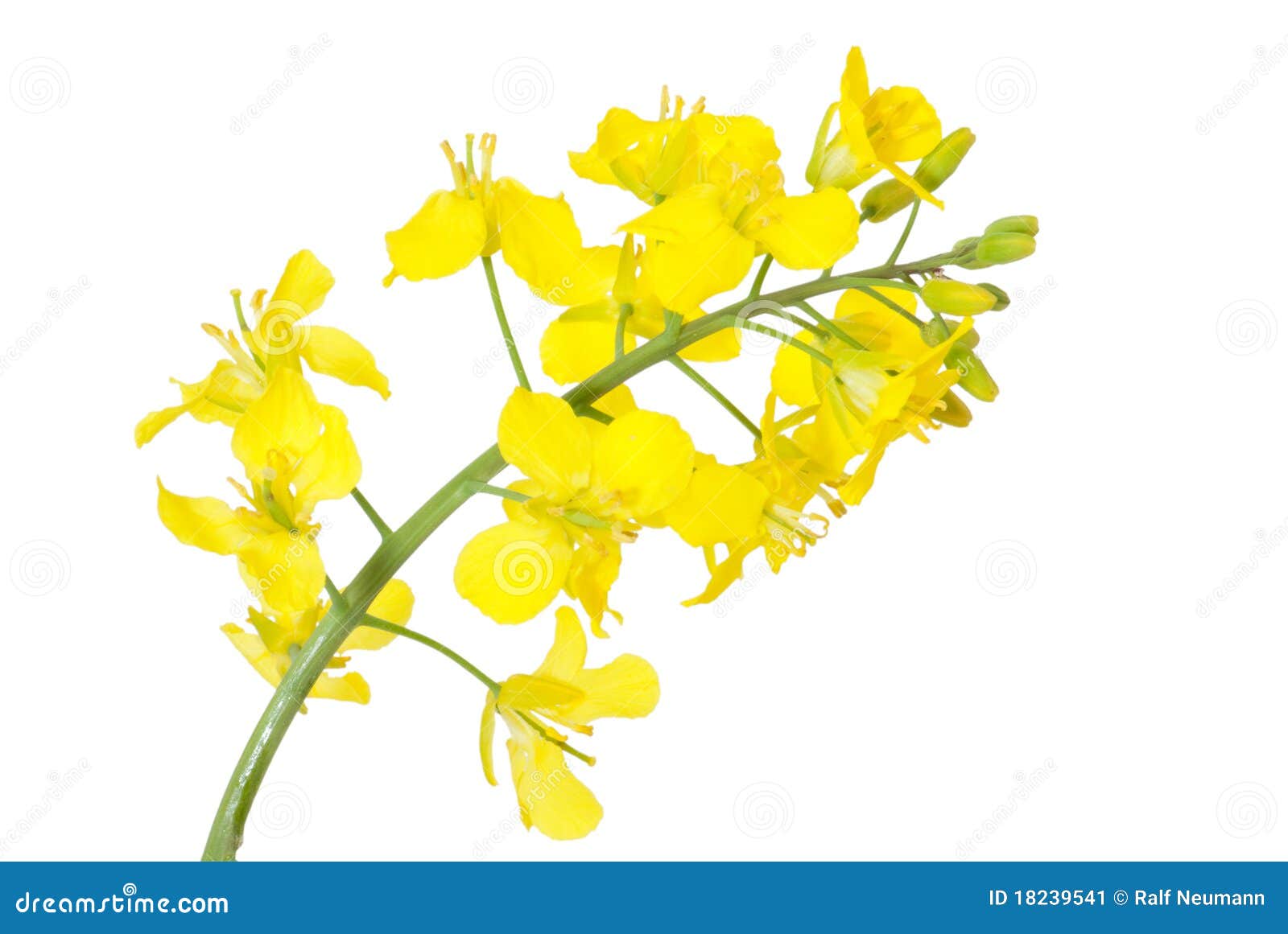 Flower of a Rapeseed, Isolated Stock Image - Image of stalk, pistil ...