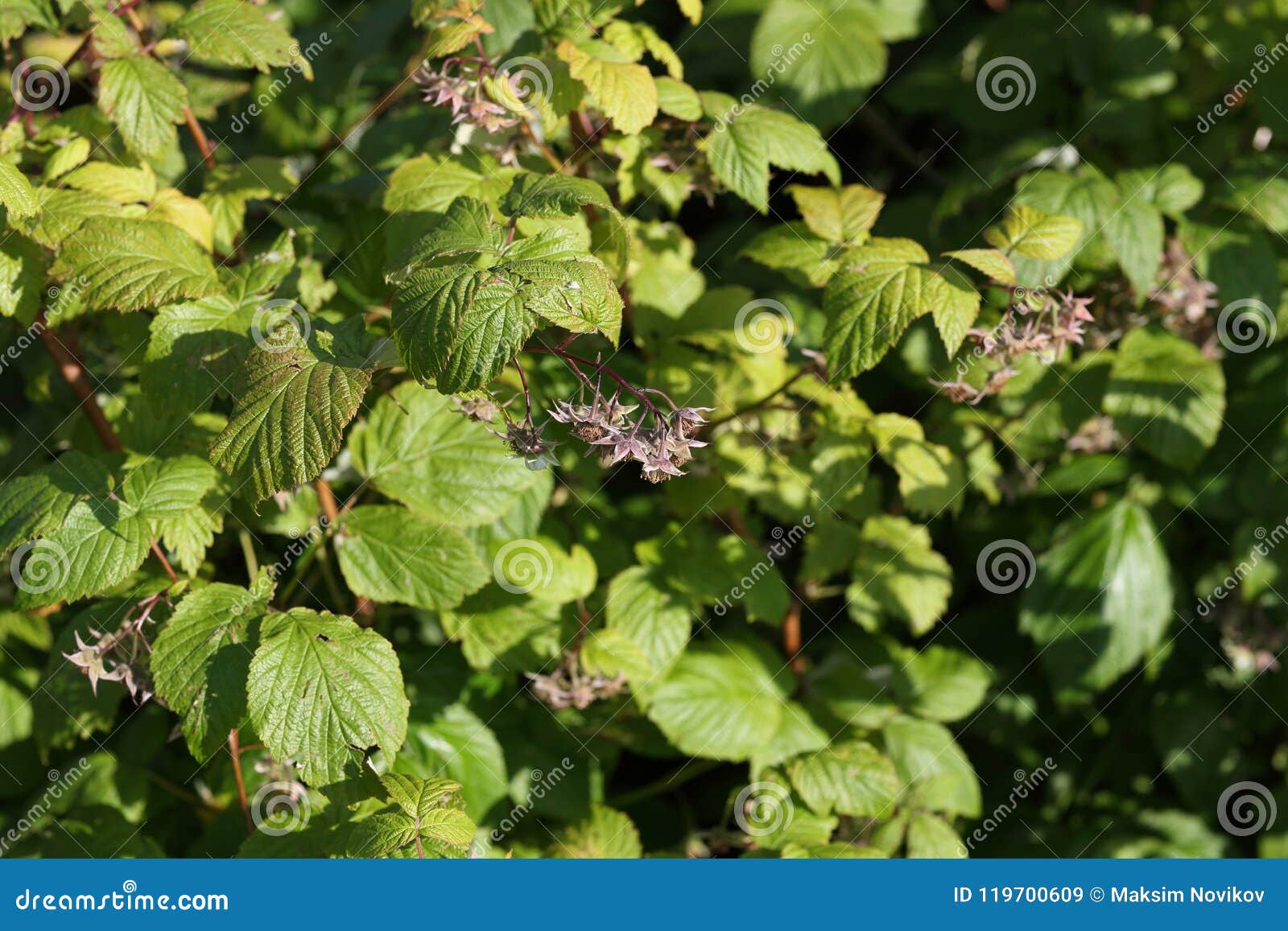 A flower of a raspberry. stock image. Image of closeup - 119700609