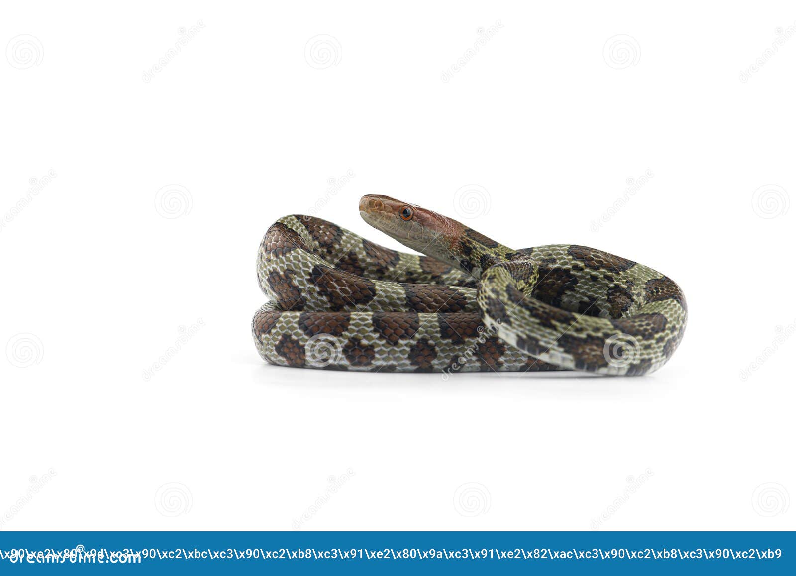 100 Flower Rat Snake Isolated on White Background Stock Image - Image ...