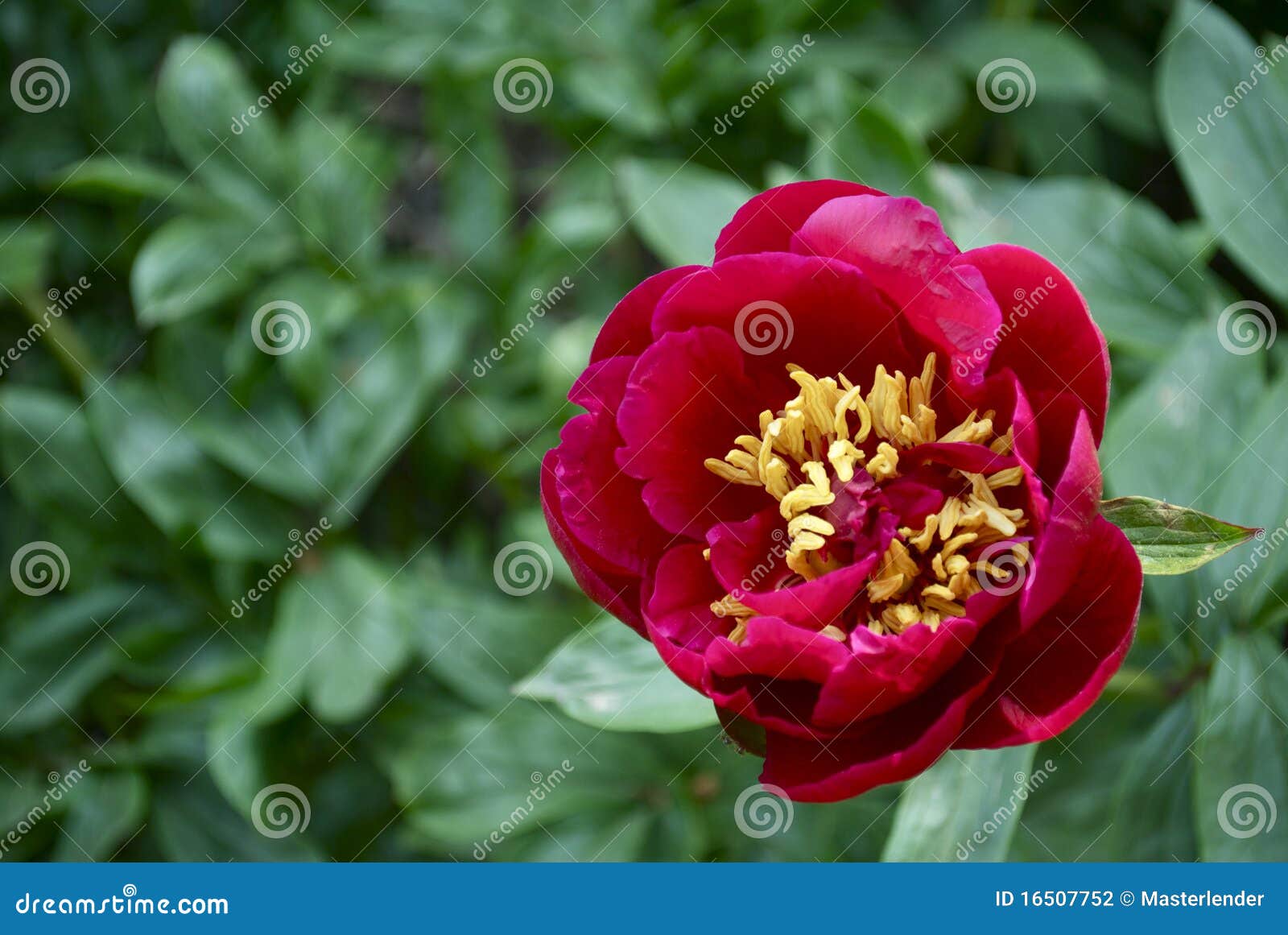 Flower in raw stock photo. Image of petal, beautiful - 16507752