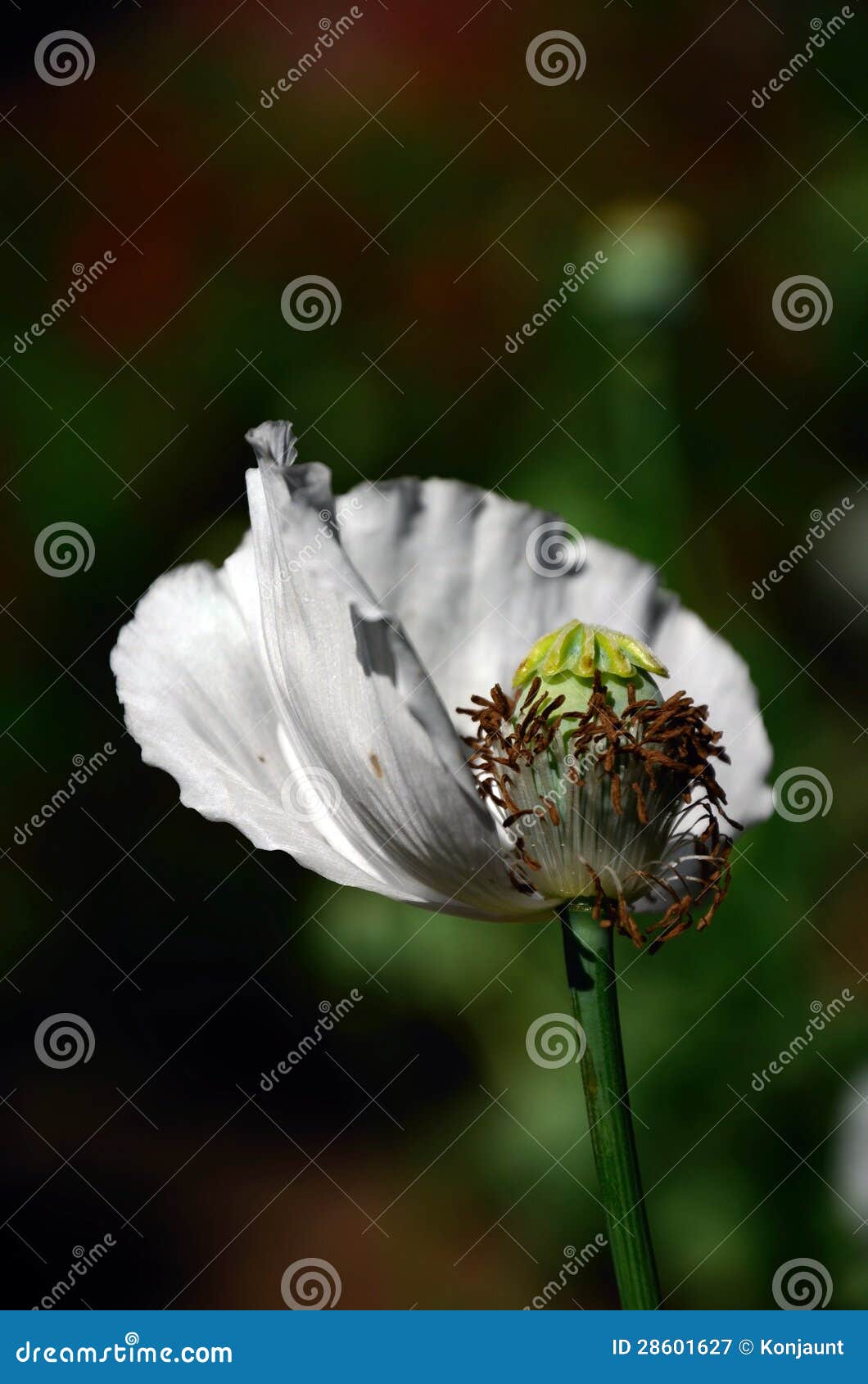 Flower and Raw Capsule Inside of Poppy Stock Image - Image of flower ...
