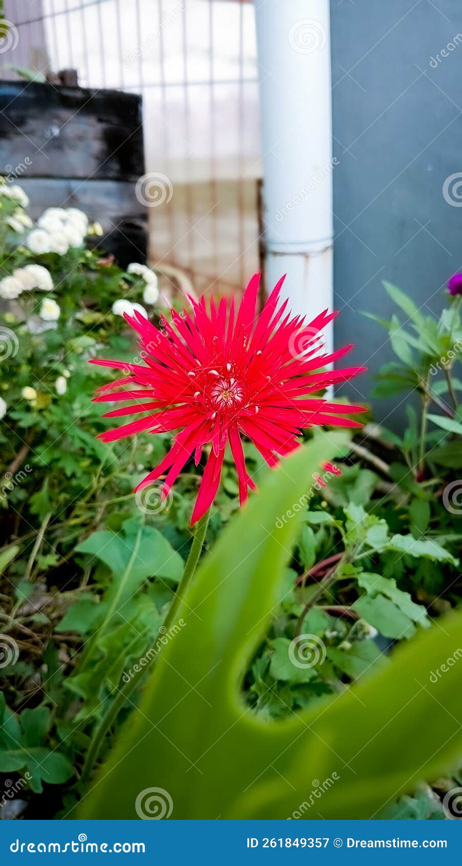 Flower are red stock image. Image of meadow, shrub, garden - 261849357