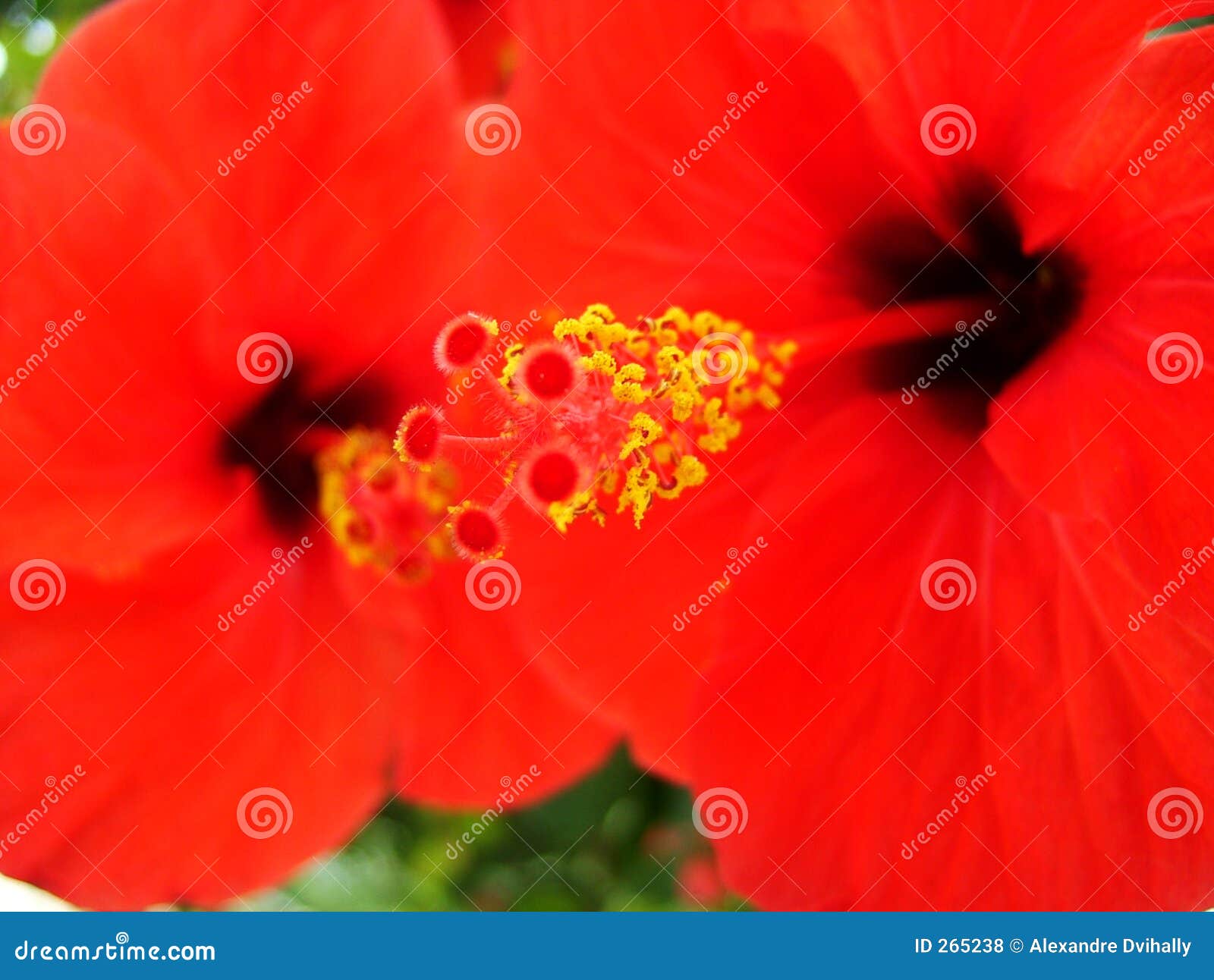 Flower red stock photo. Image of bloom, florescence, flower - 265238