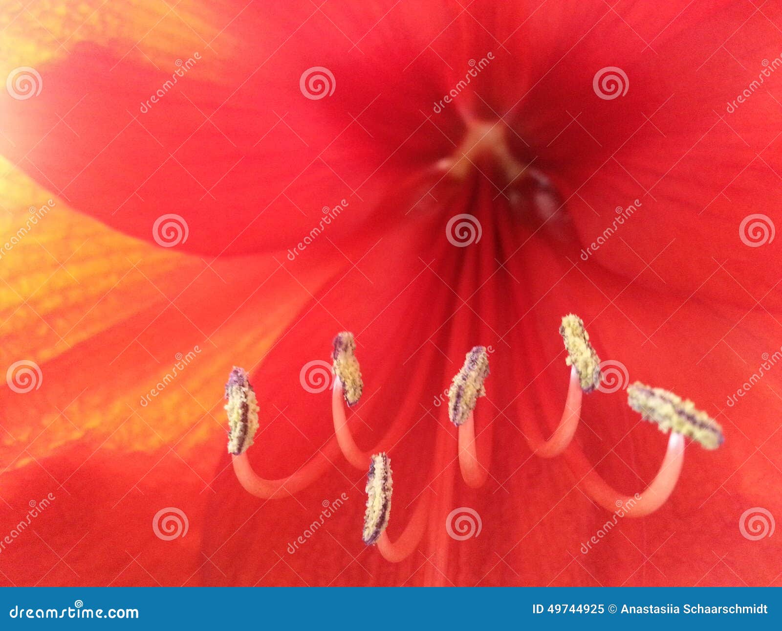 Flower stock image. Image of stamens, pollen, flower - 49744925