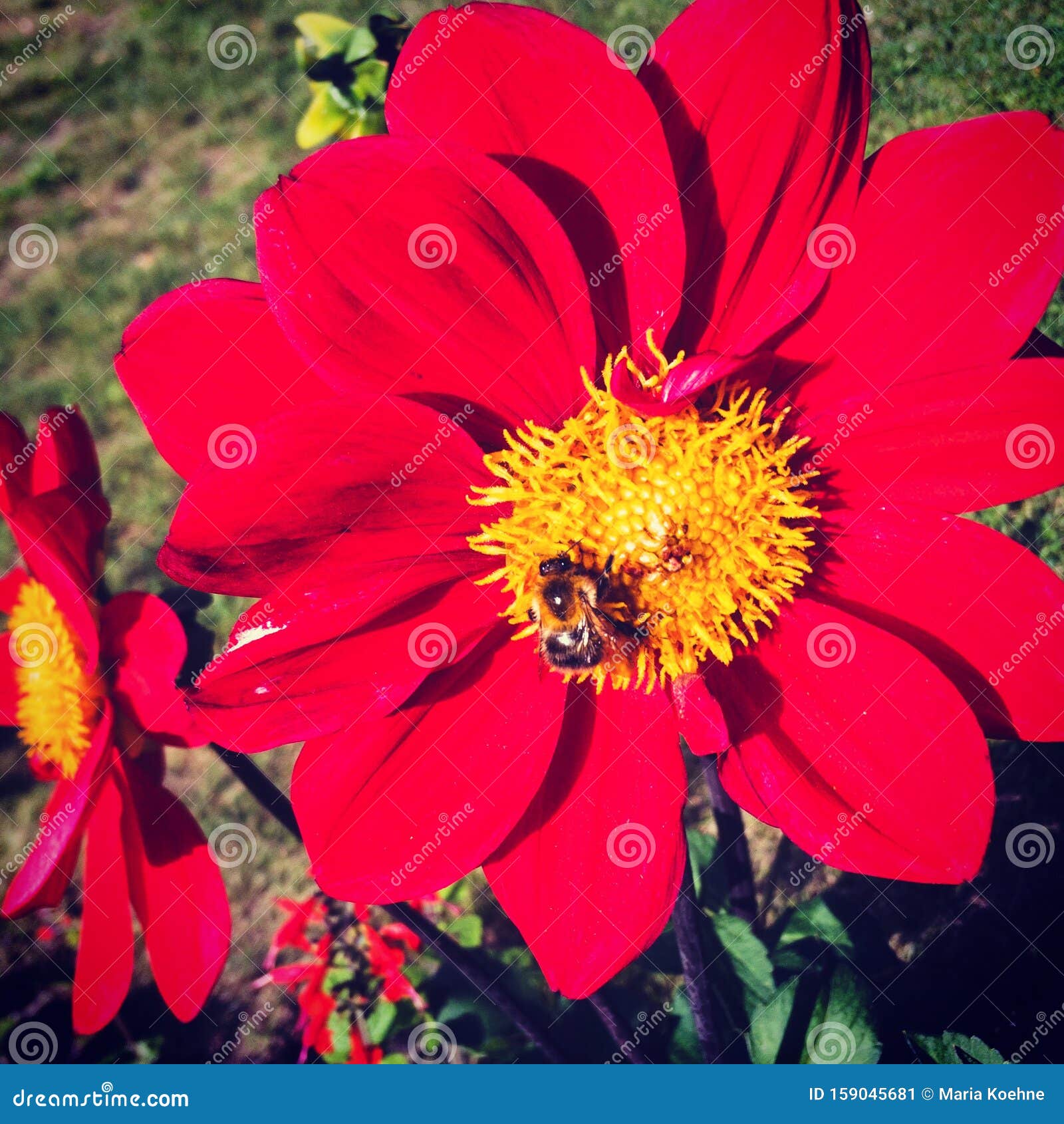 Red beauty stock image. Image of beauty, flower, colourful - 159045681