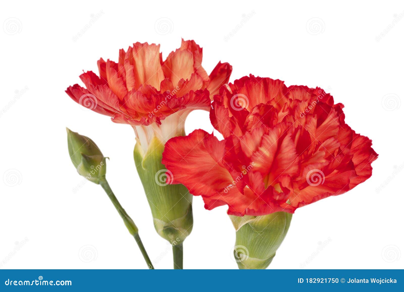 Flower of Red Carnation Dianthus Caryophyllus Isolated on White ...