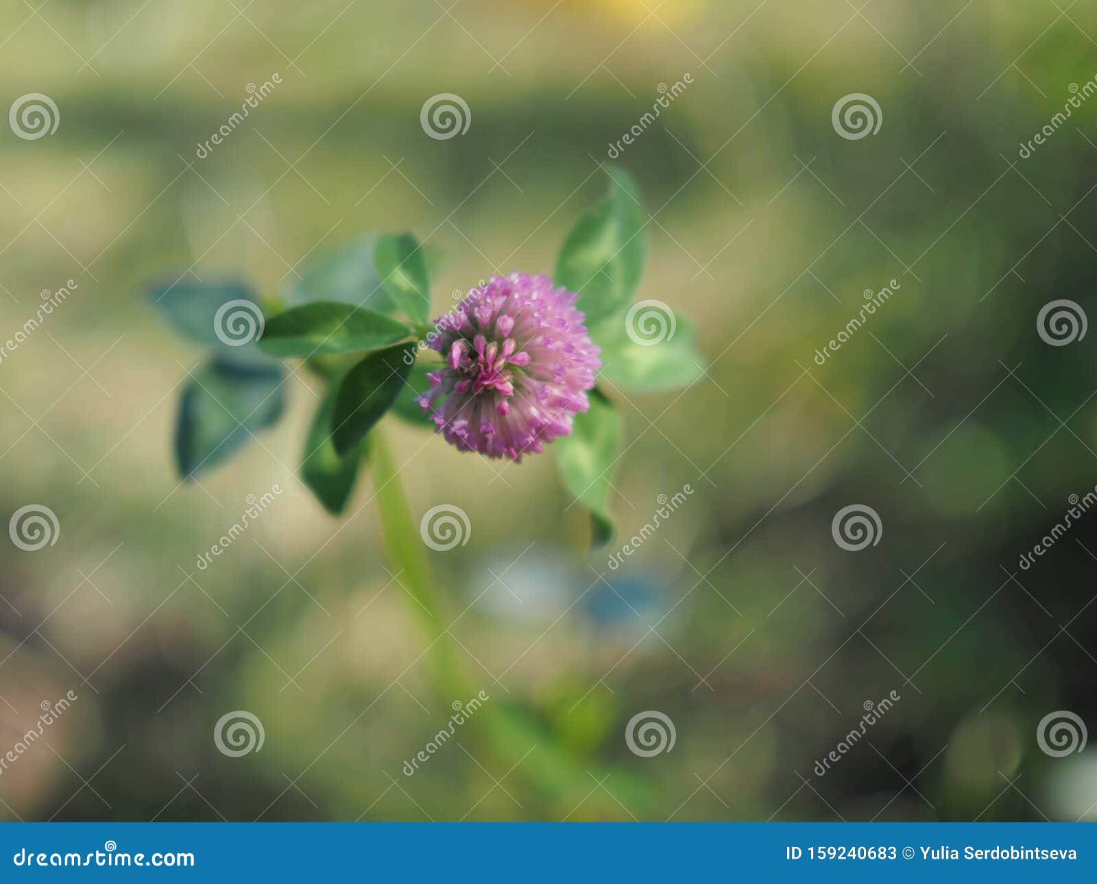 Flower of a Red Clover Clover with Leaves and a Stem Close-up Stock ...