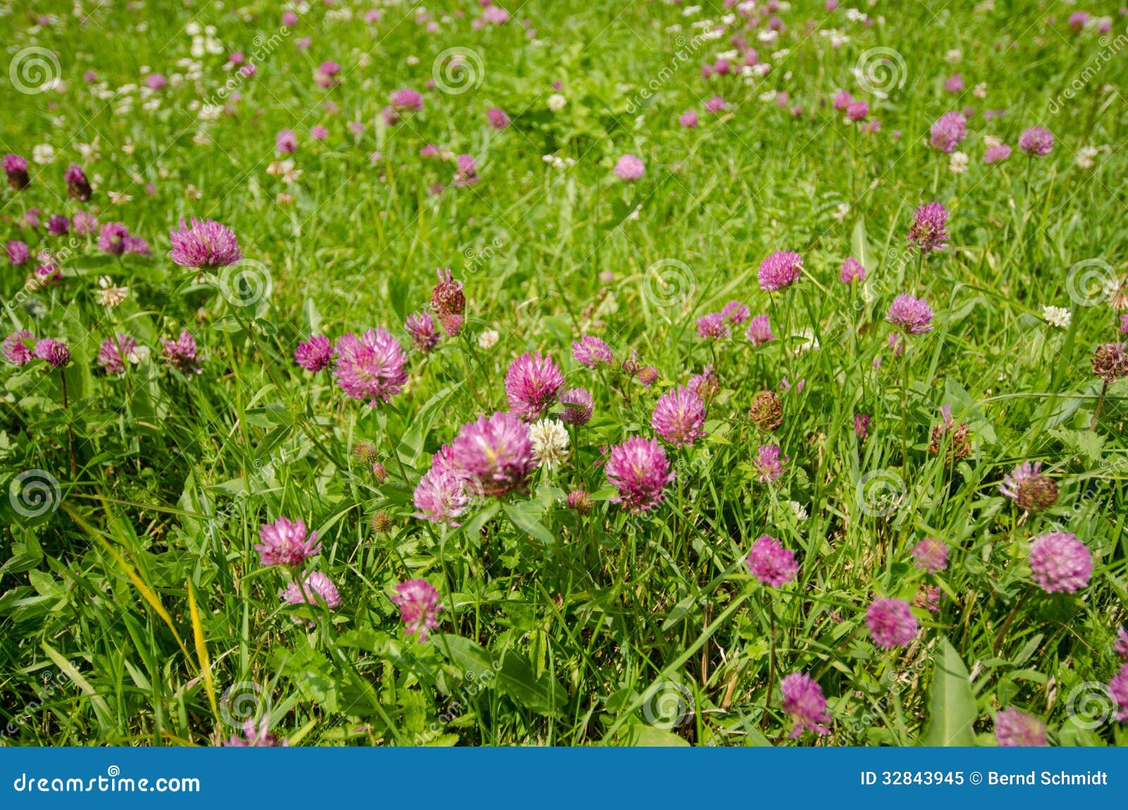 Flower of a Red Clover on a Meadow Stock Image - Image of shamrock ...