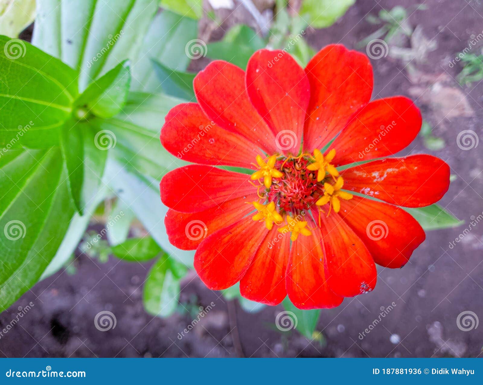A Flower with a Red Color that is so Beautiful Stock Photo - Image of ...