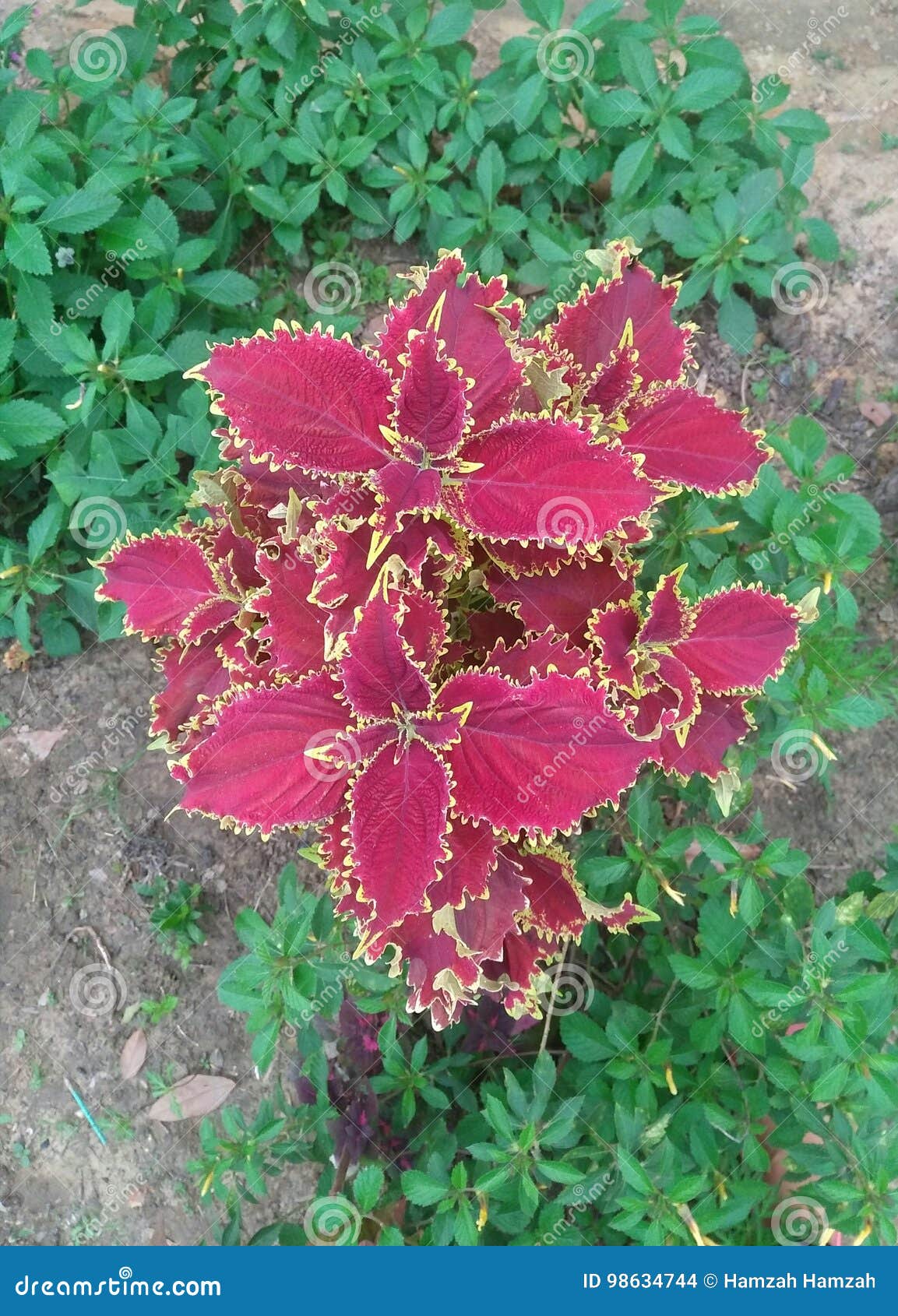 Flower stock photo. Image of tree, flower, color, leaves - 98634744