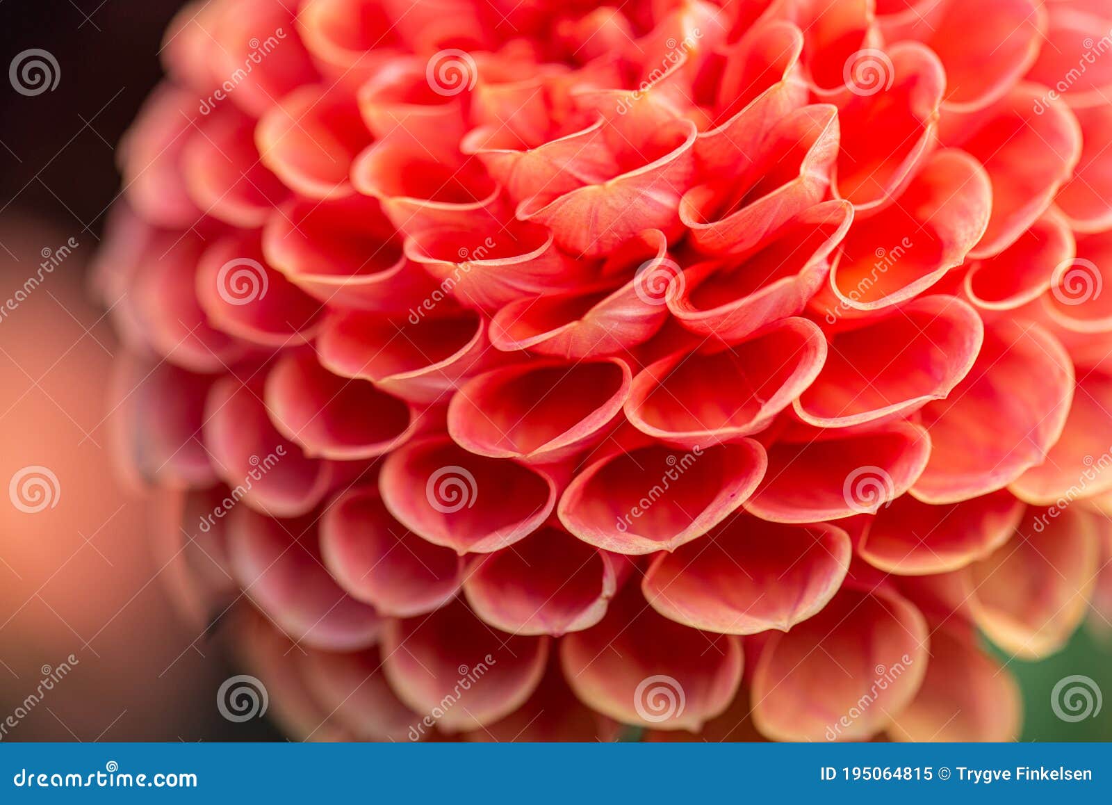 Flower of a red Dahlia stock image. Image of flowers - 195064815
