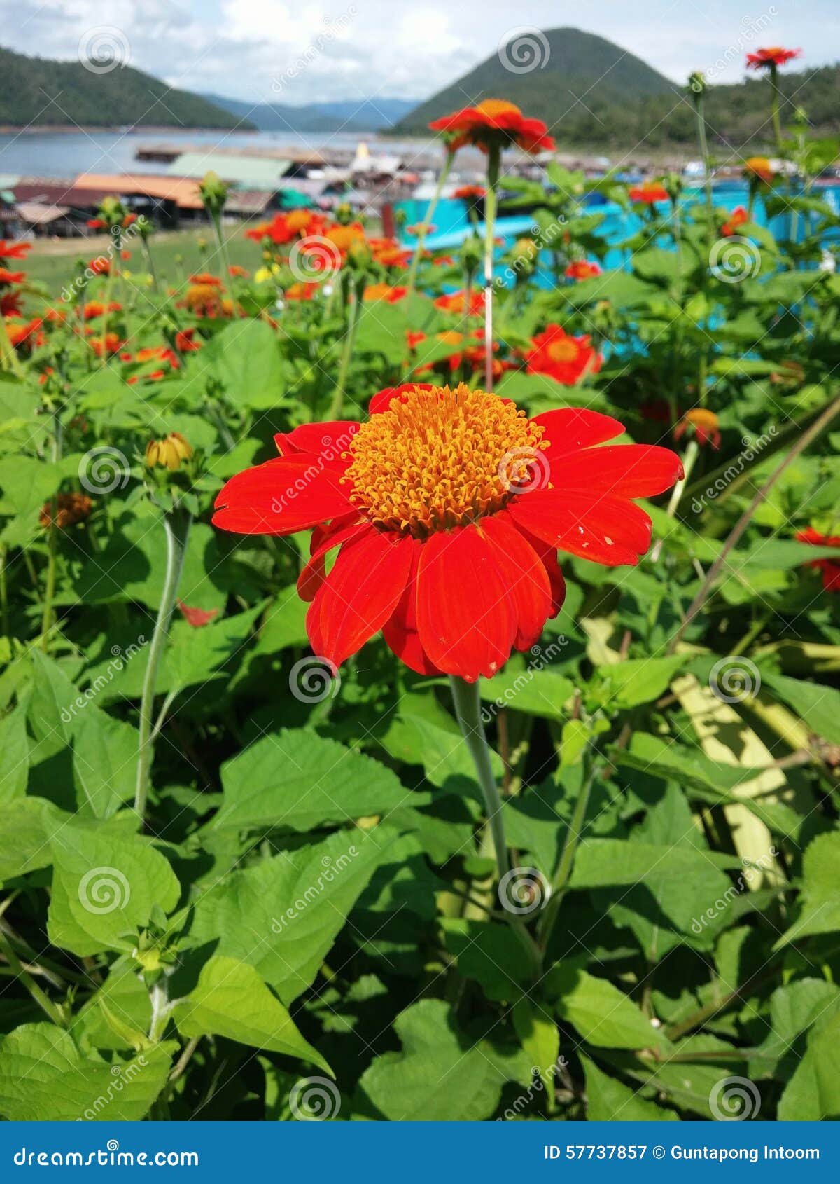 Flower stock image. Image of traval, nature, flower - 57737857