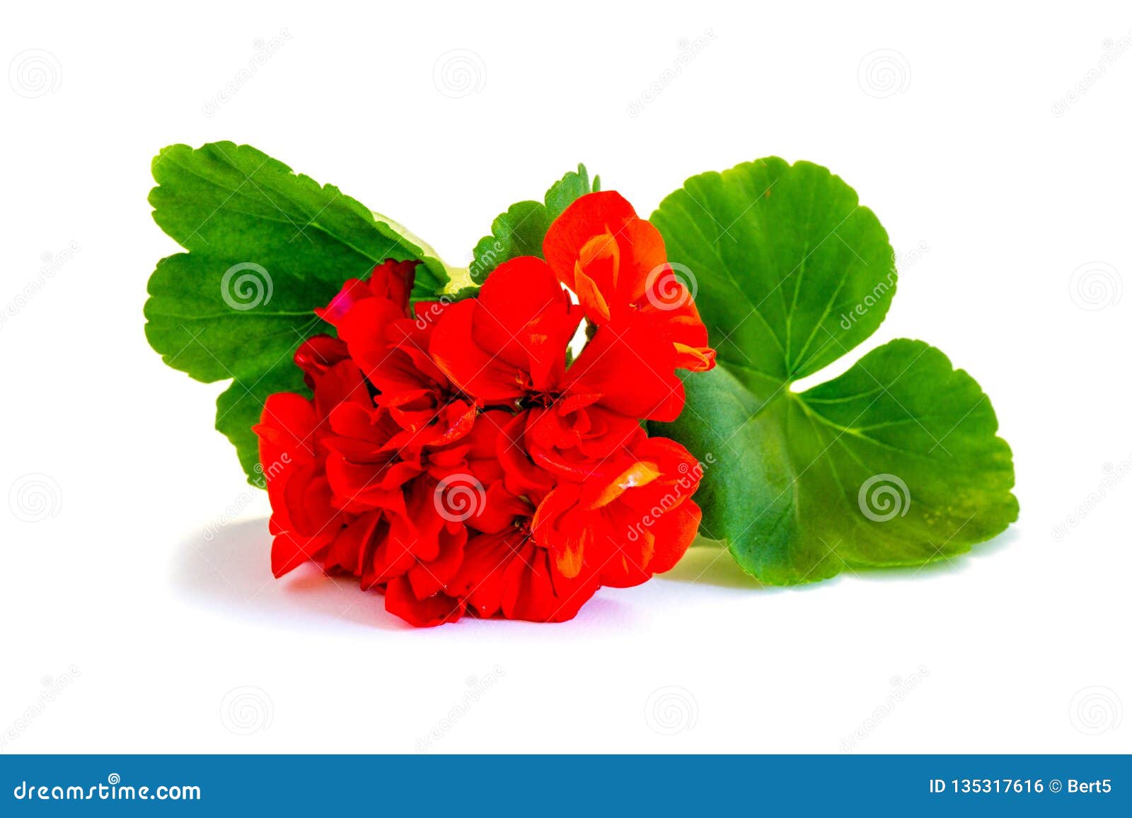 Red Geranium Isolated On White Background . Red Pelargonium With Green ...