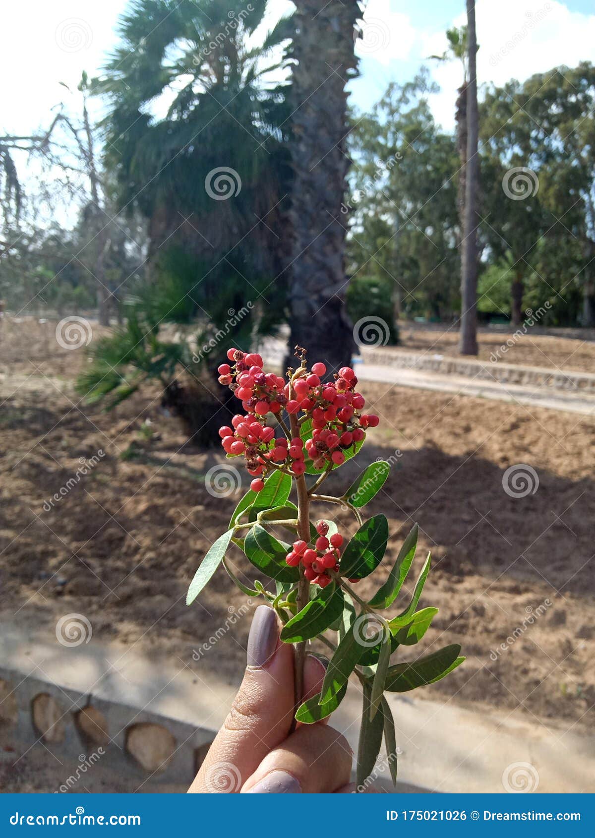 Flower stock photo. Image of nature, natural, green - 175021026