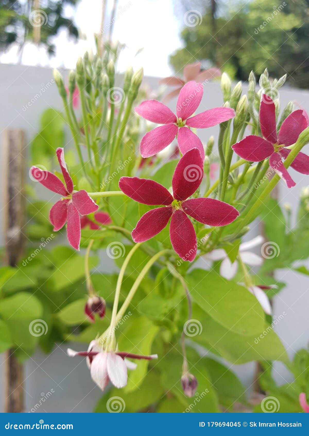 Flower Red Green Gate Bloom Stock Image - Image of wildflower, petal ...