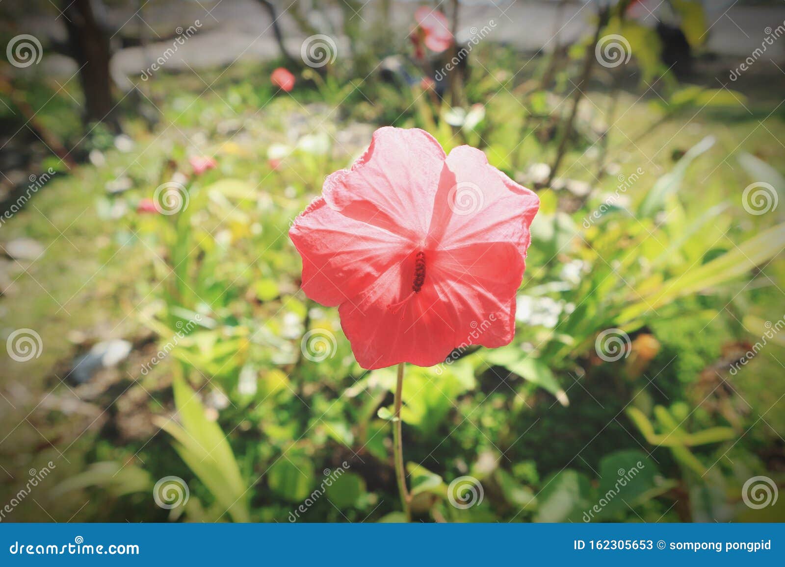 Flower Red Green Nature Garden Stock Image - Image of nature, garden ...