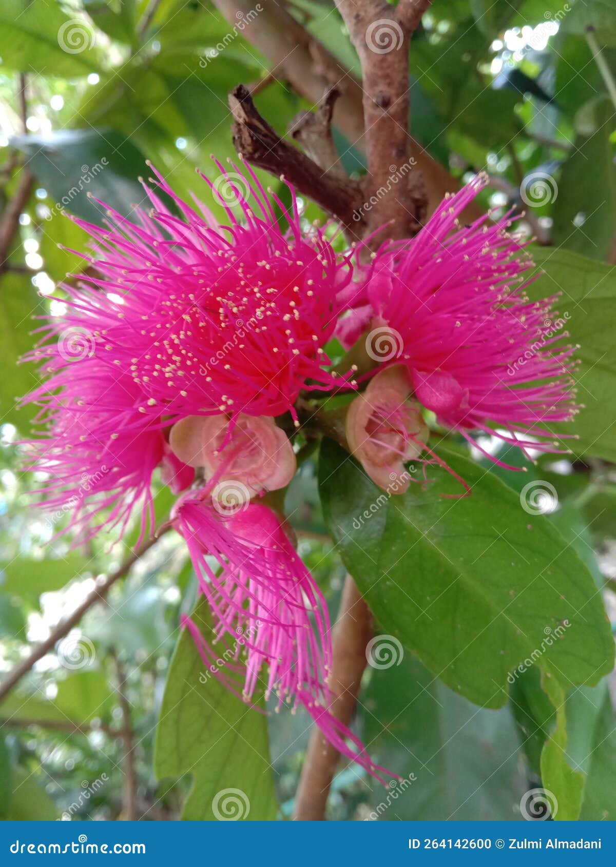 Flower red guava tree stock photo. Image of nature, food - 264142600