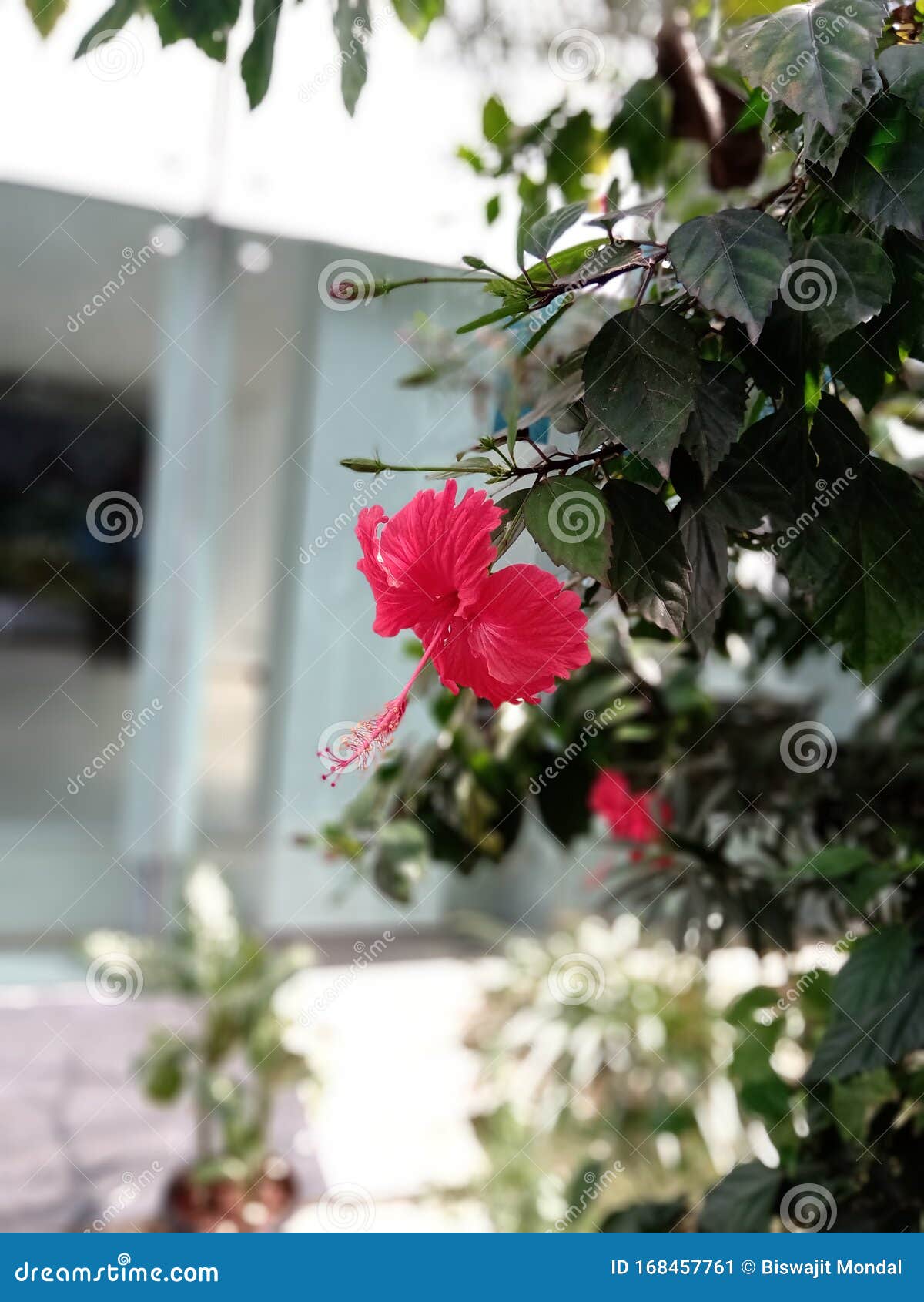 Flower Red Flower Joba Ful Red Joba Stock Image - Image of flower, redd ...