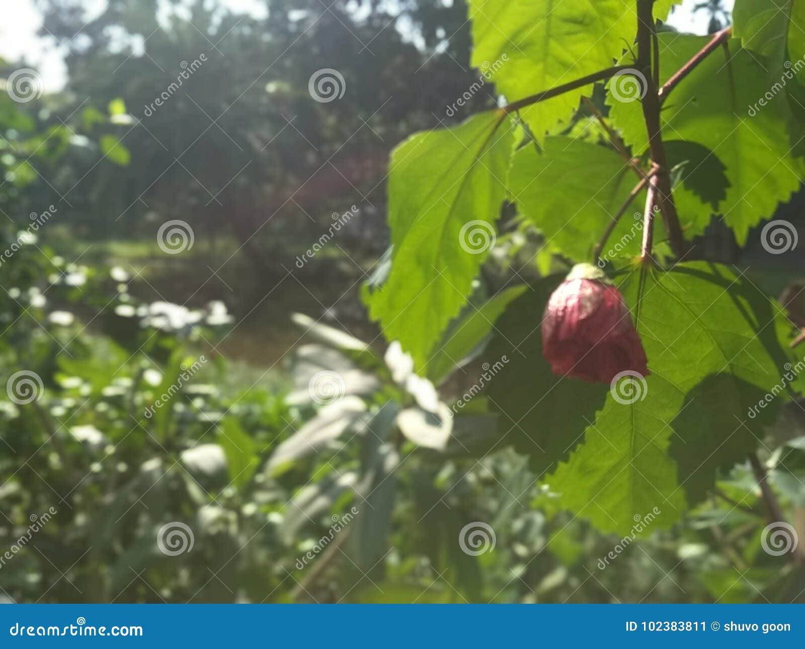 Flower stock image. Image of joba, tree, gree, flower - 102383811
