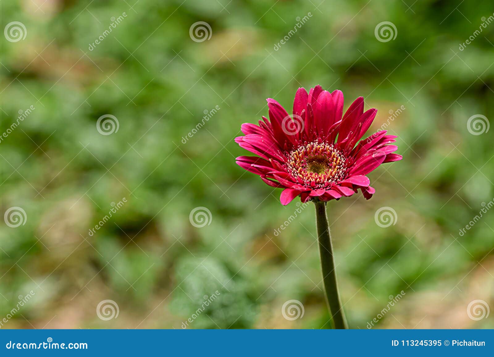 Gerbera stock image. Image of african, capitulum, flower - 113245395