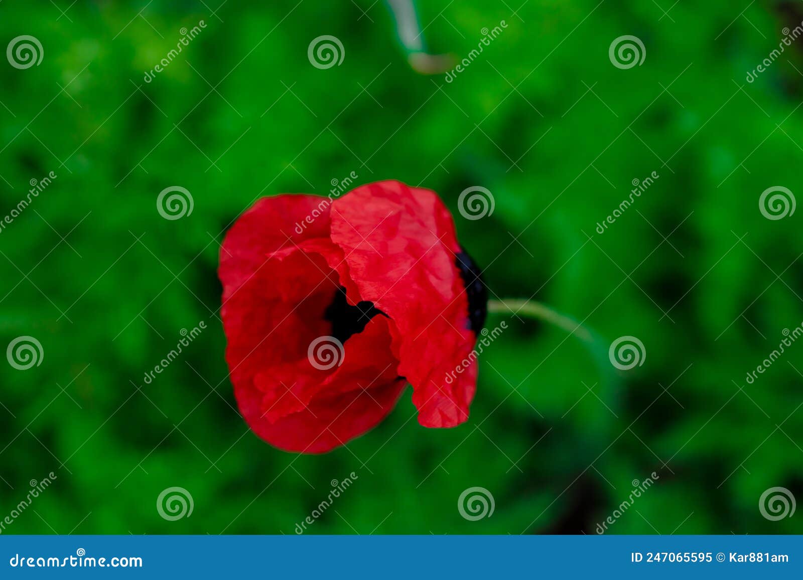 Flower Red Mac on the Green Background Stock Image - Image of nature ...